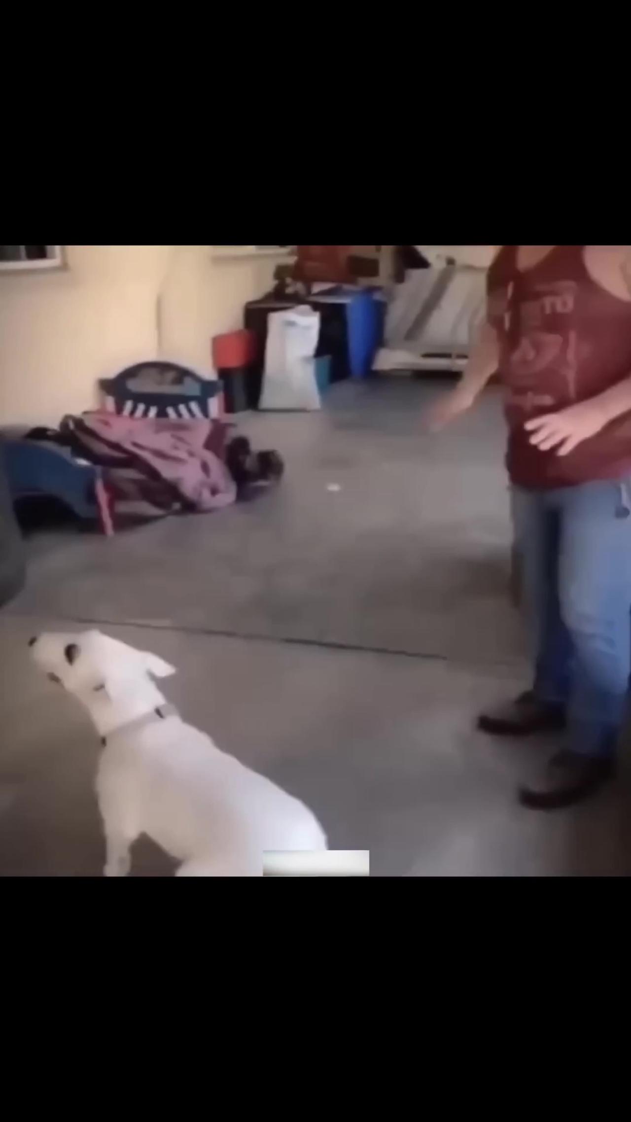 Funny dog and cats #5 - One News Page VIDEO