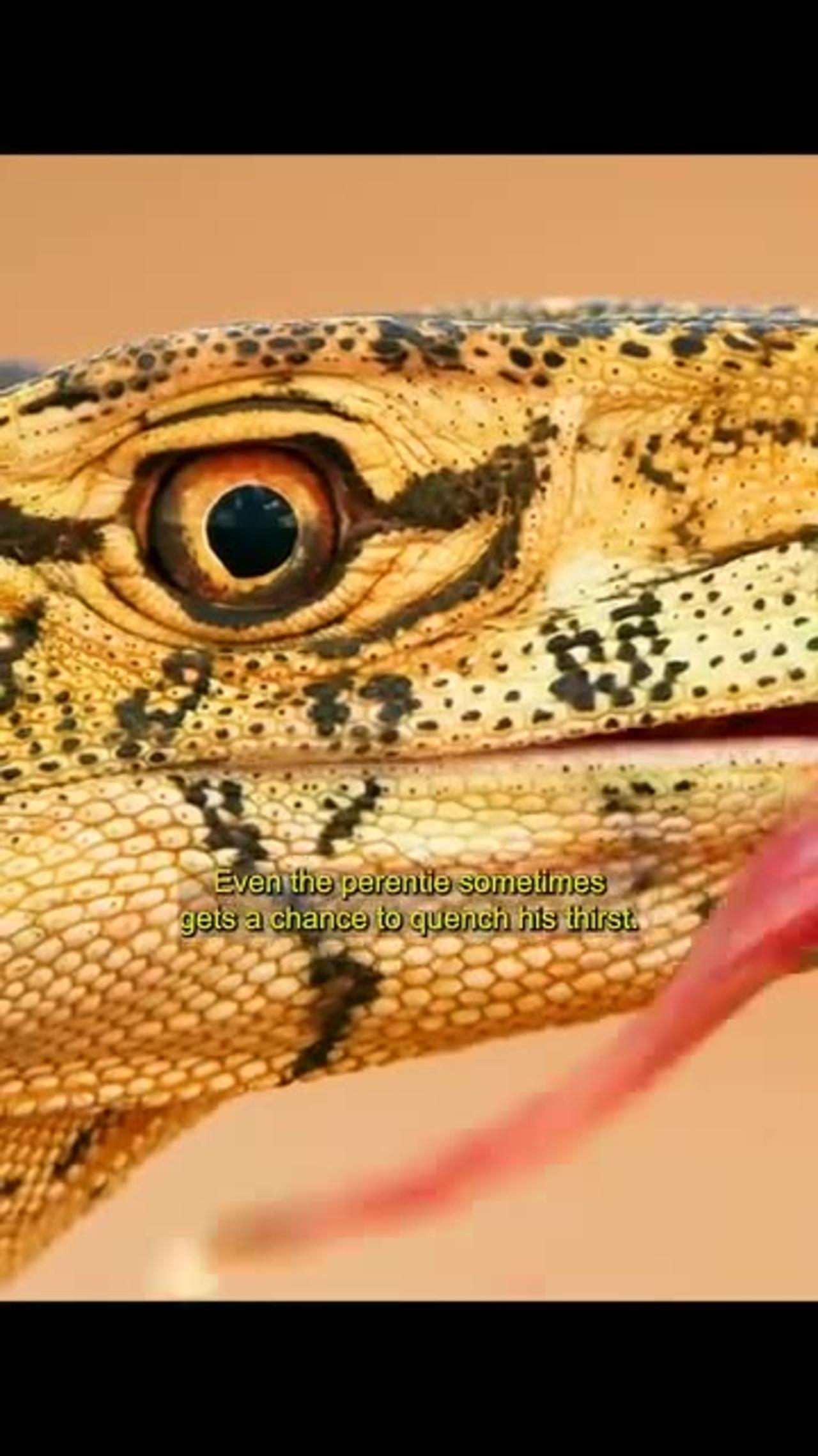 Animals way of drinking water - One News Page VIDEO