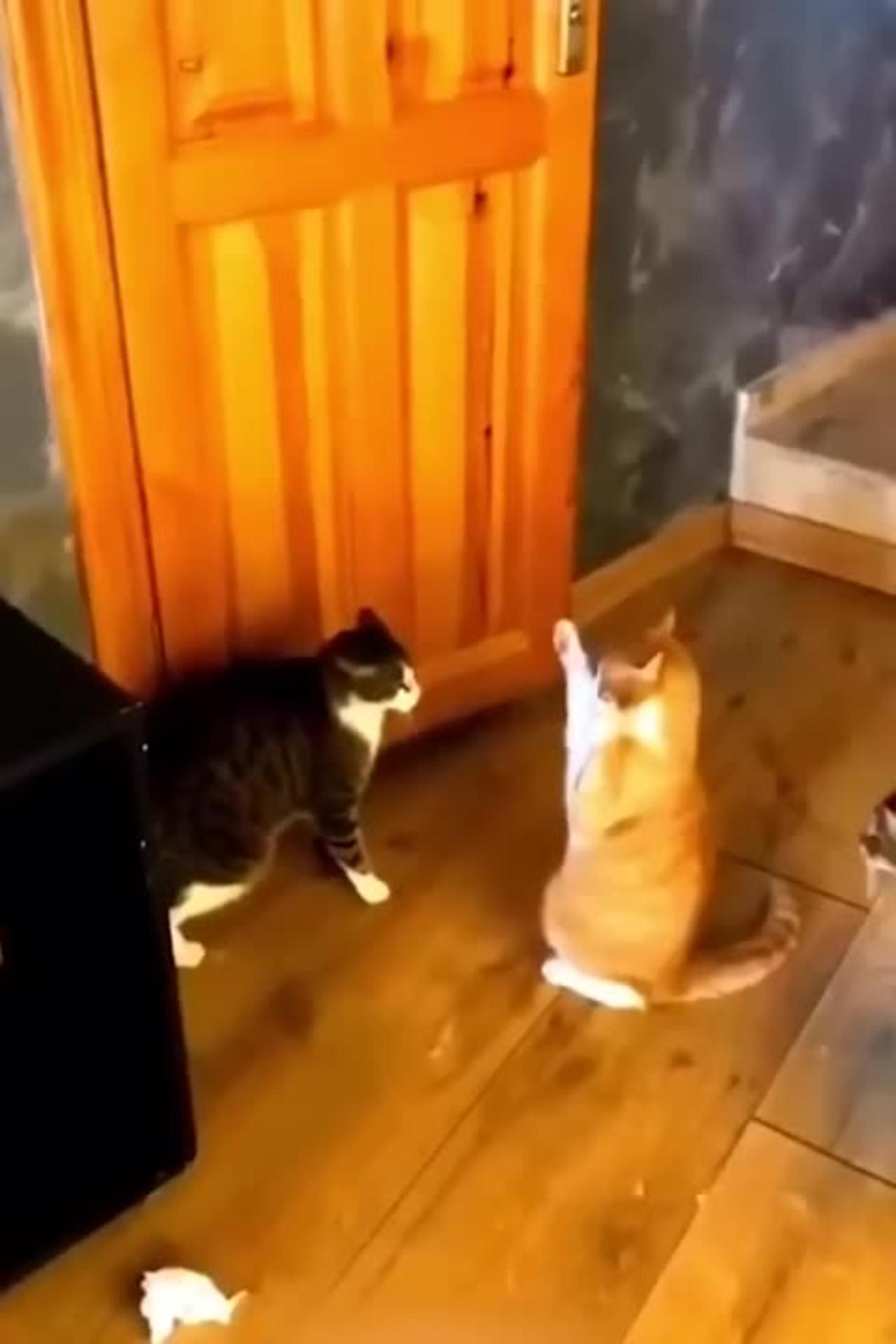 Funny Animals | Cute cats and dogs - One News Page VIDEO Funny Animals | Cute cats and dogs - One News Page VIDEO