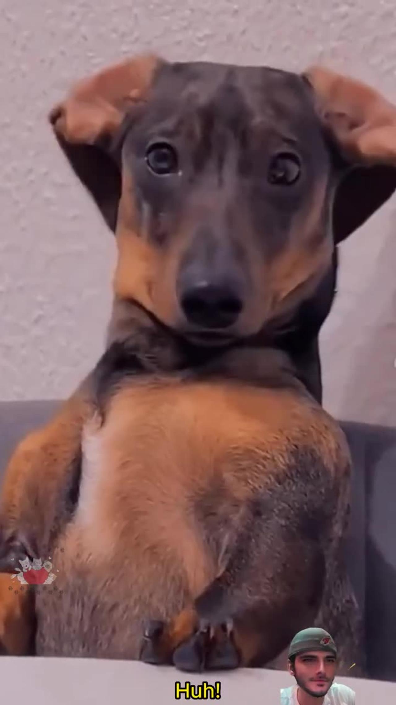 Animals funny movements 🤣 watch this video - One News Page VIDEO