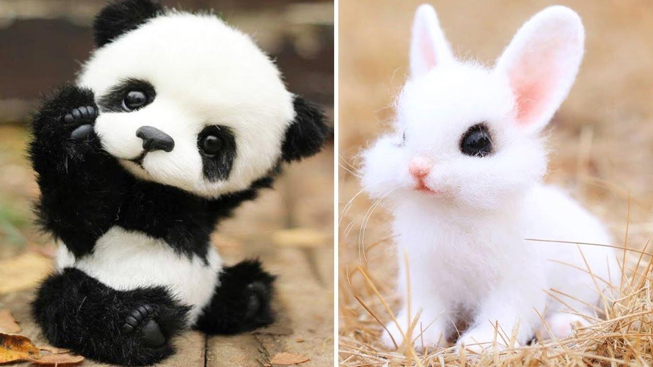 Cute baby animals - One News Page VIDEO