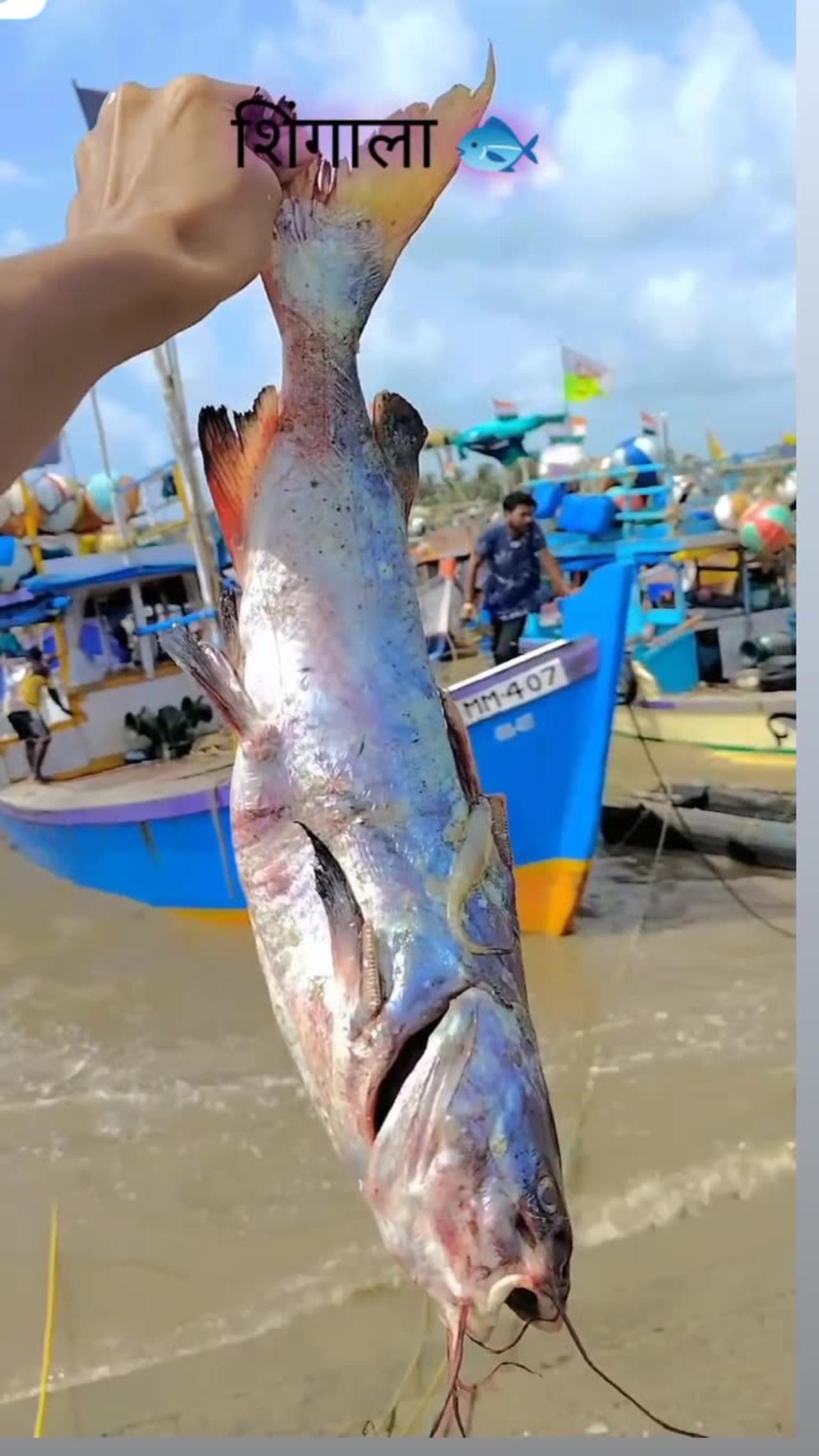 Koli people different types of fishes - One News Page VIDEO