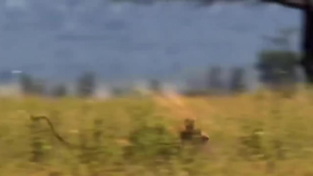 Lions VS Camel 🐪🐫🐫 - One News Page VIDEO