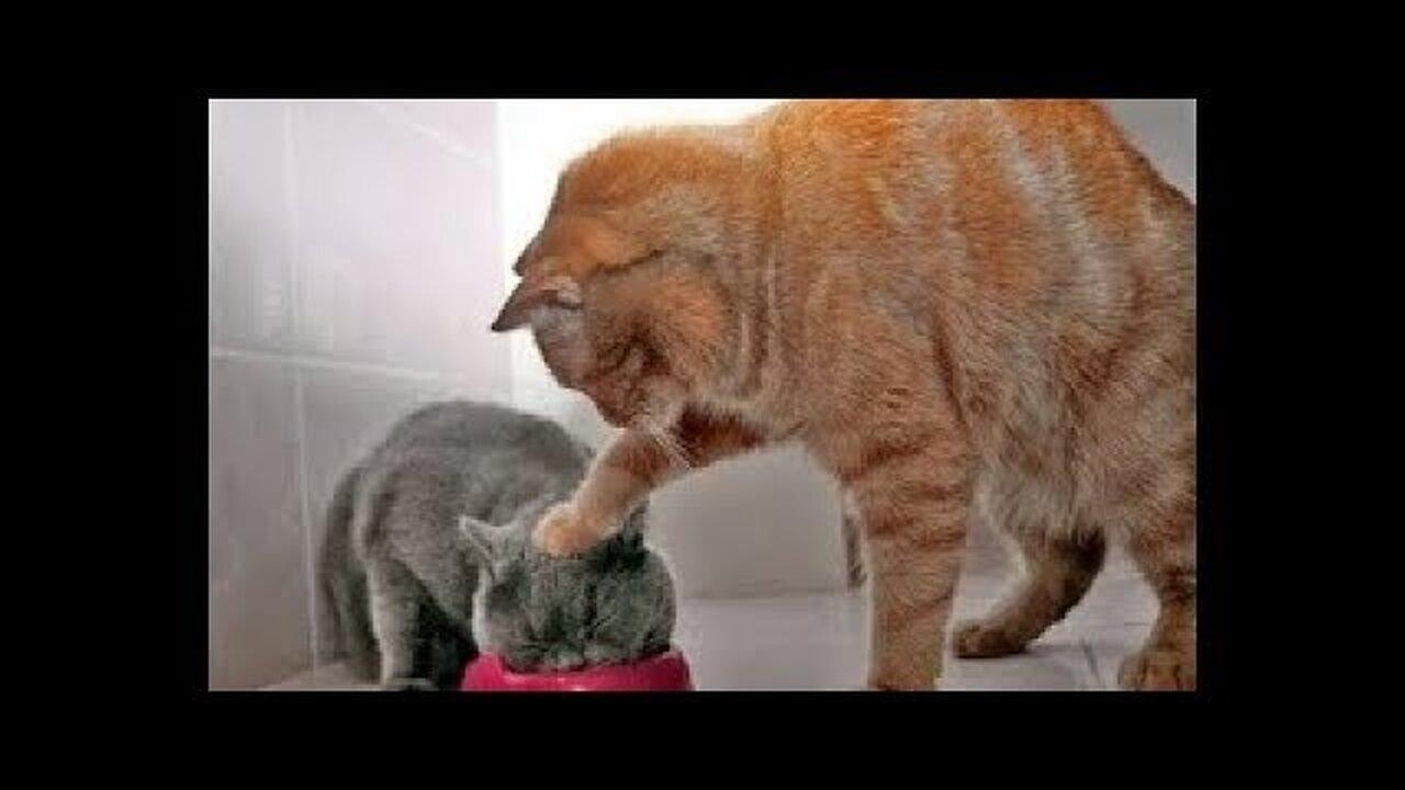 funny cat cute moment - One News Page VIDEO