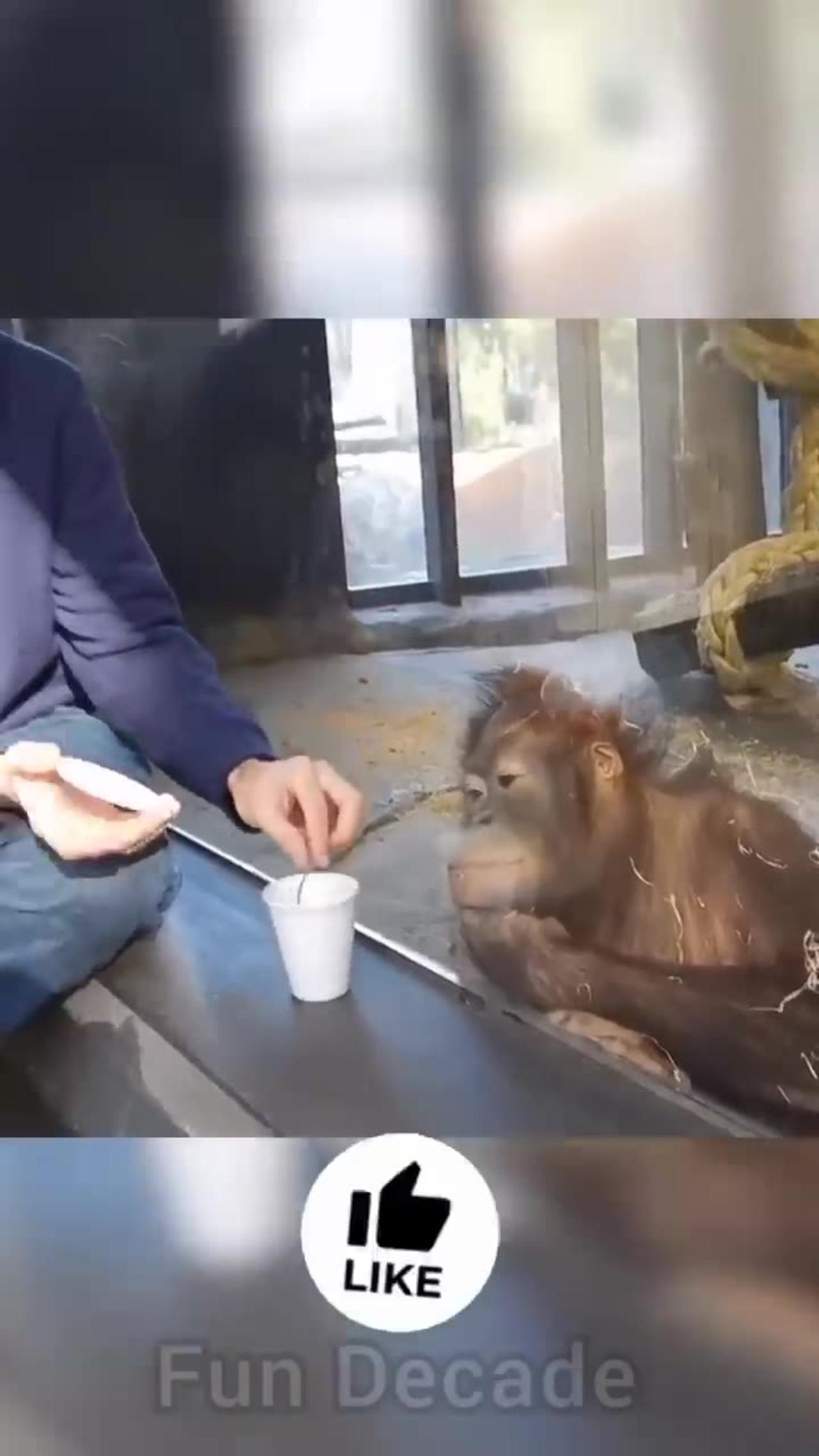 Monkey reaction to magic -- funniest reaction on - One News Page VIDEO