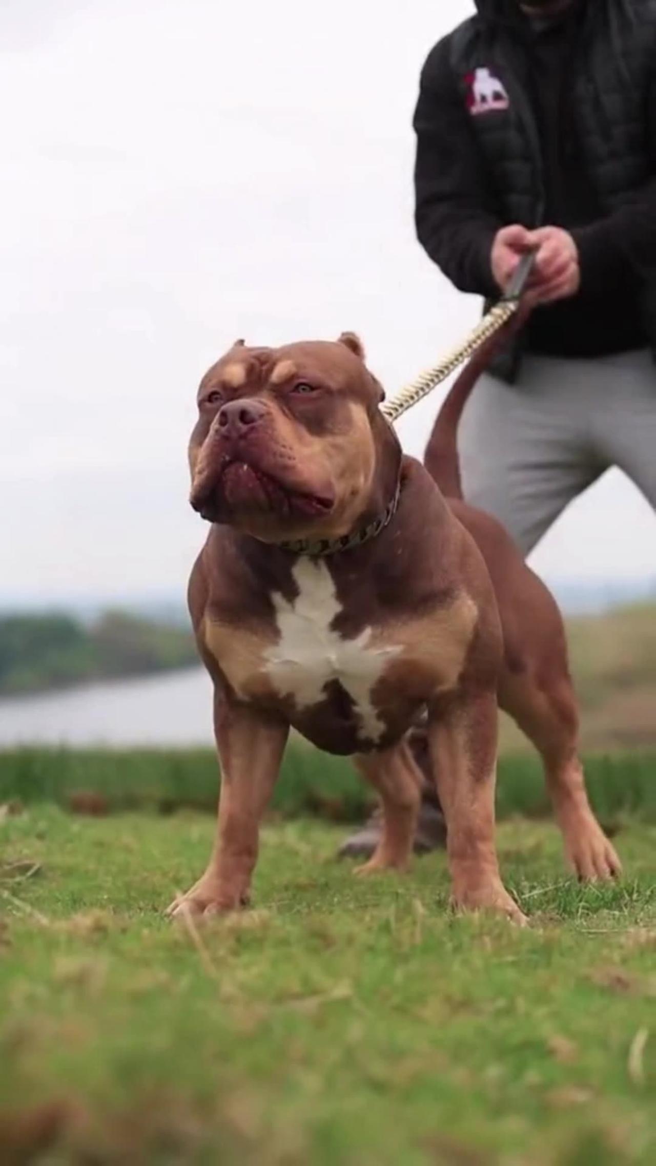 The cute dog Vs the fierce dog - One News Page VIDEO