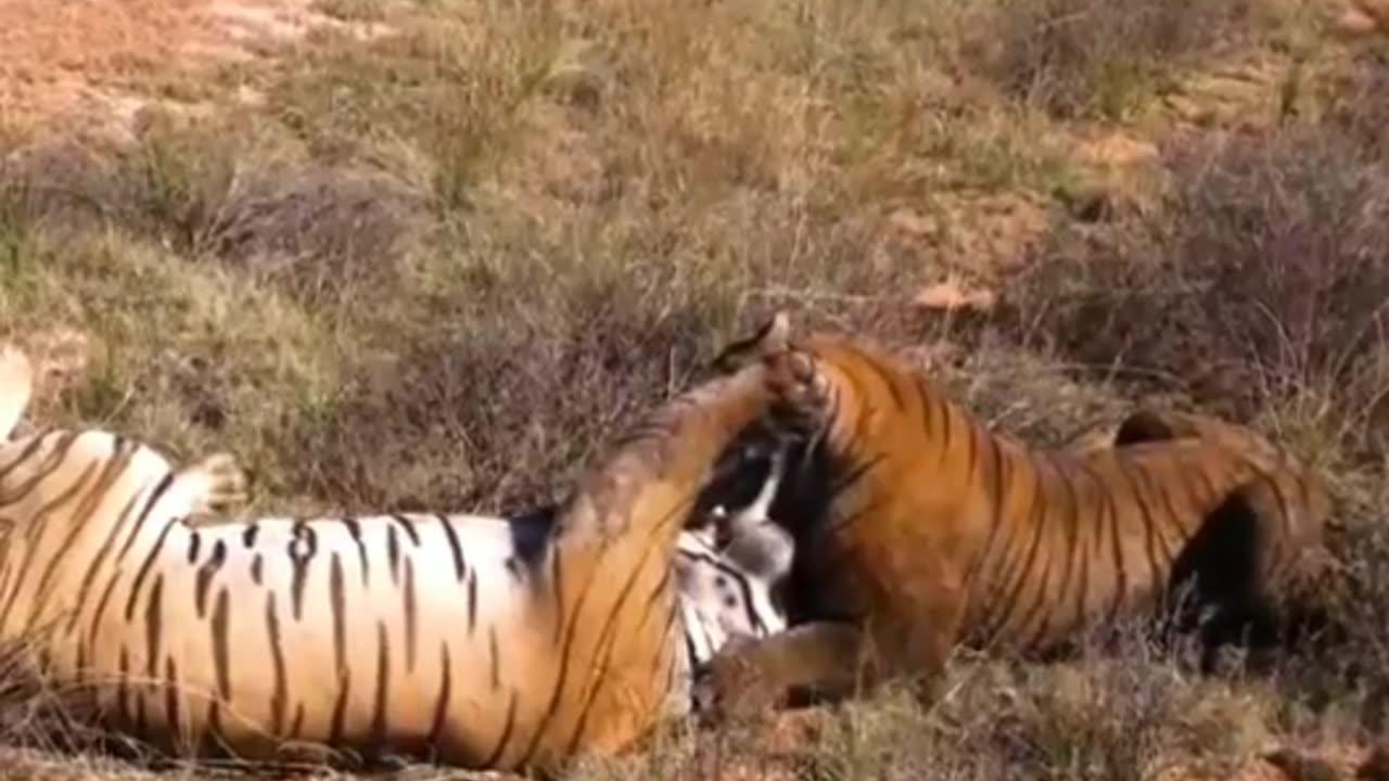 Animals fighting - One News Page VIDEO