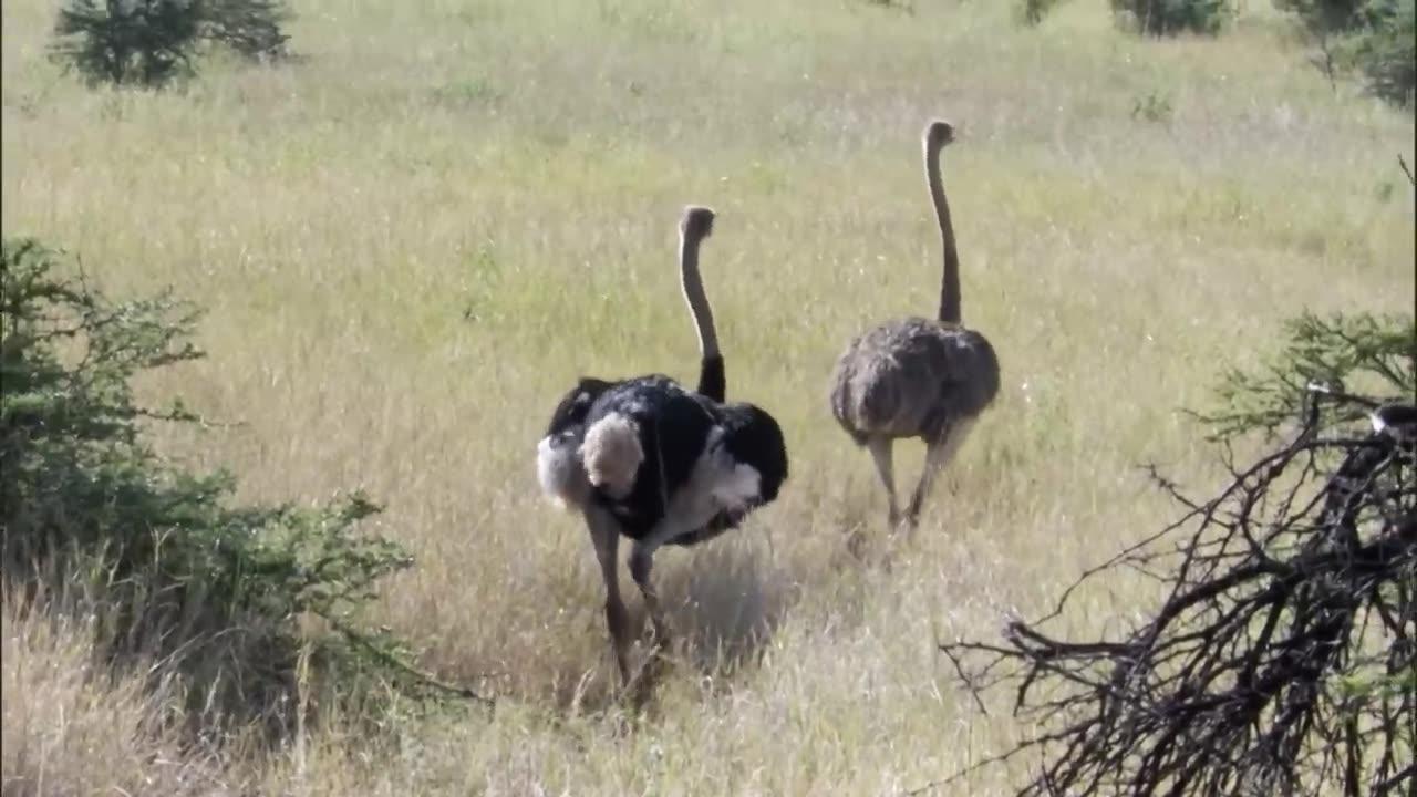 Three Cheetahs Vs Ostrich _ Life _ BBC Earth - One News Page VIDEO