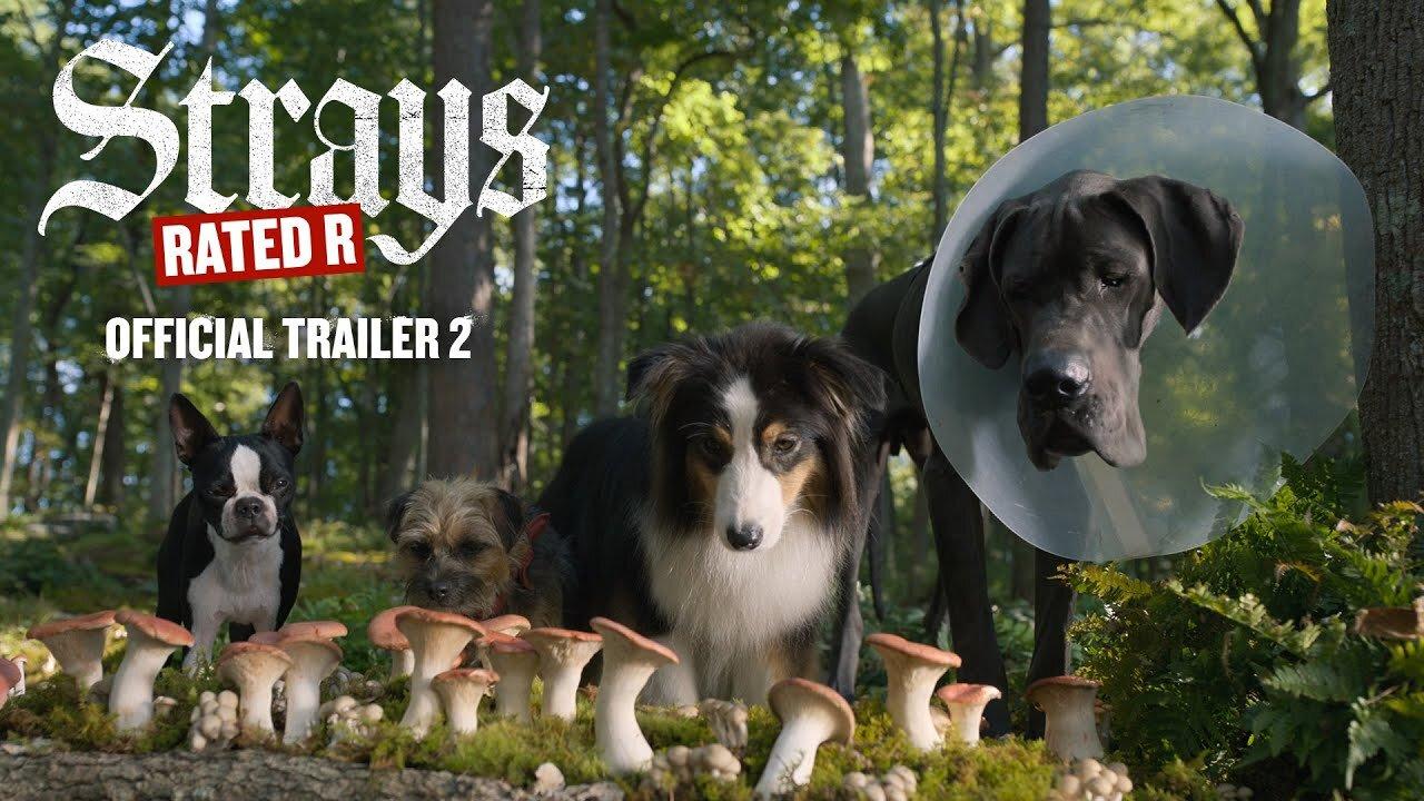 Strays (2023) - One News Page VIDEO