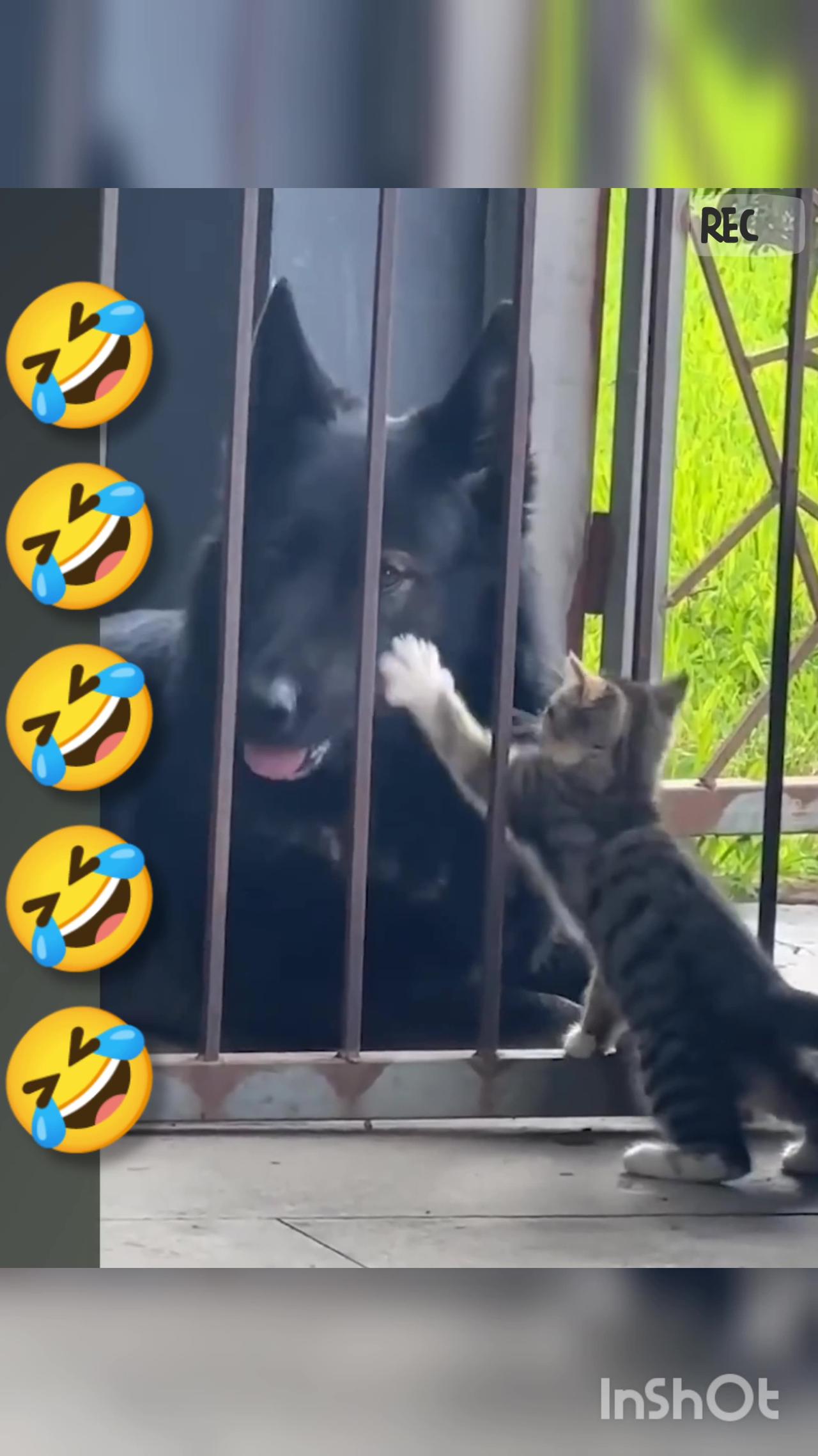 Baby Cat slap to Big Dog 🤣🤣🤣 #cat #cats - One News Page VIDEO