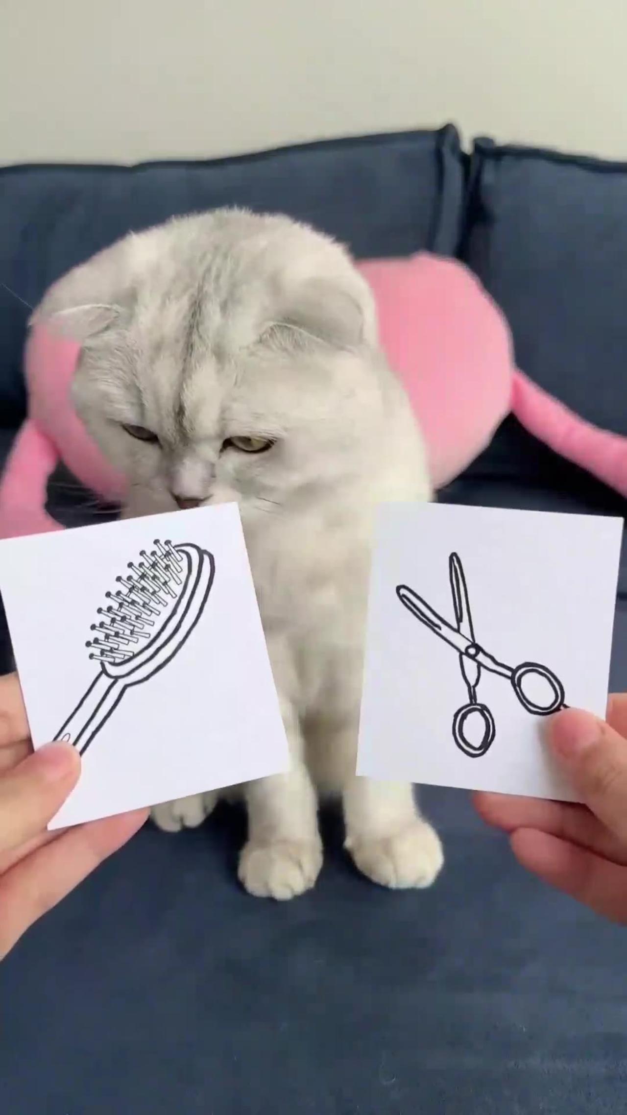 Playing Pick And Choose With Cutest Cat - One News Page VIDEO