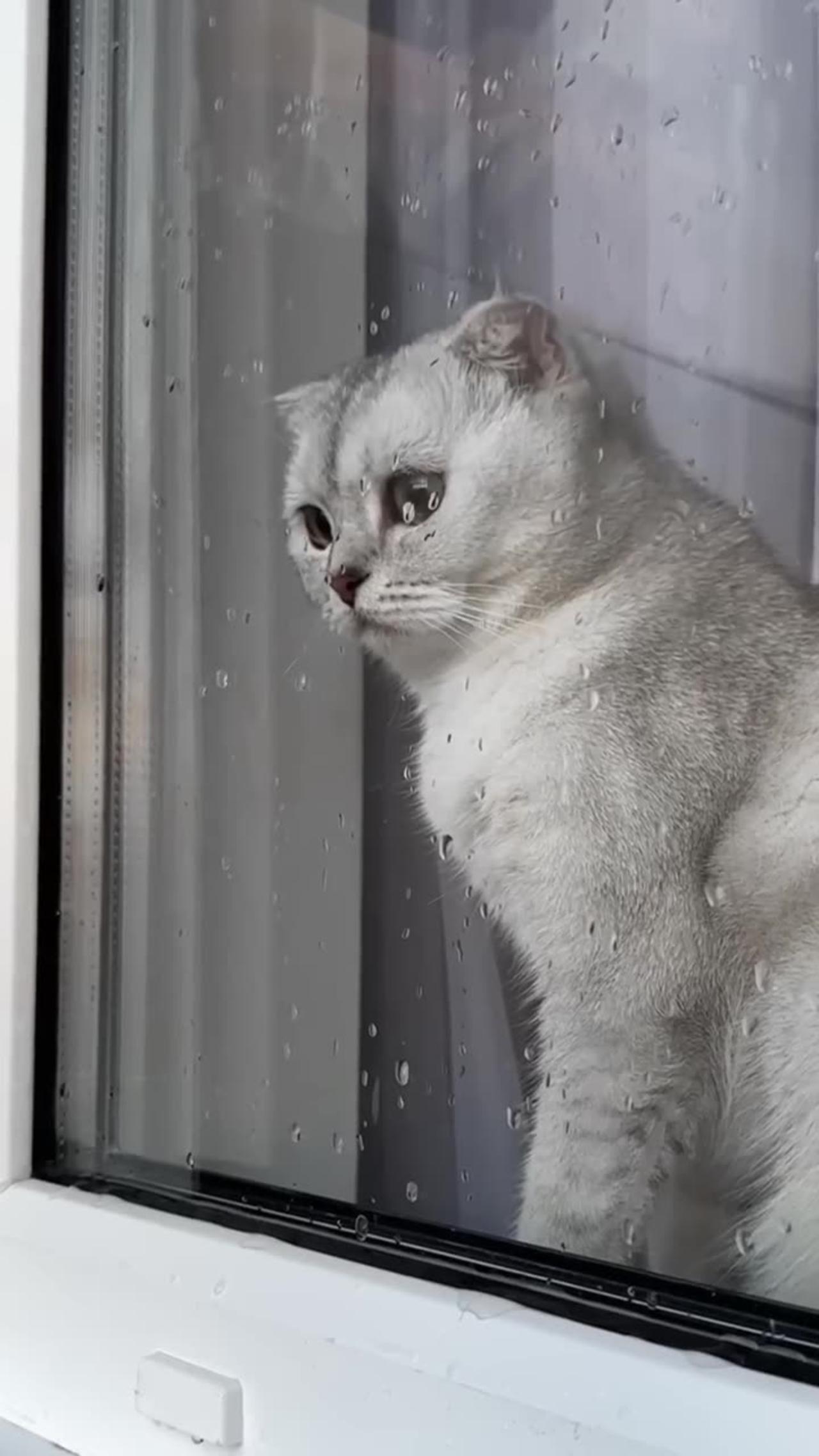 Cat video - One News Page VIDEO