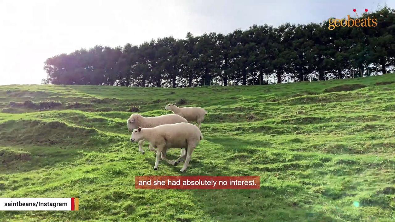 Lonely lamb meets the daddy of his dreams - One News Page VIDEO
