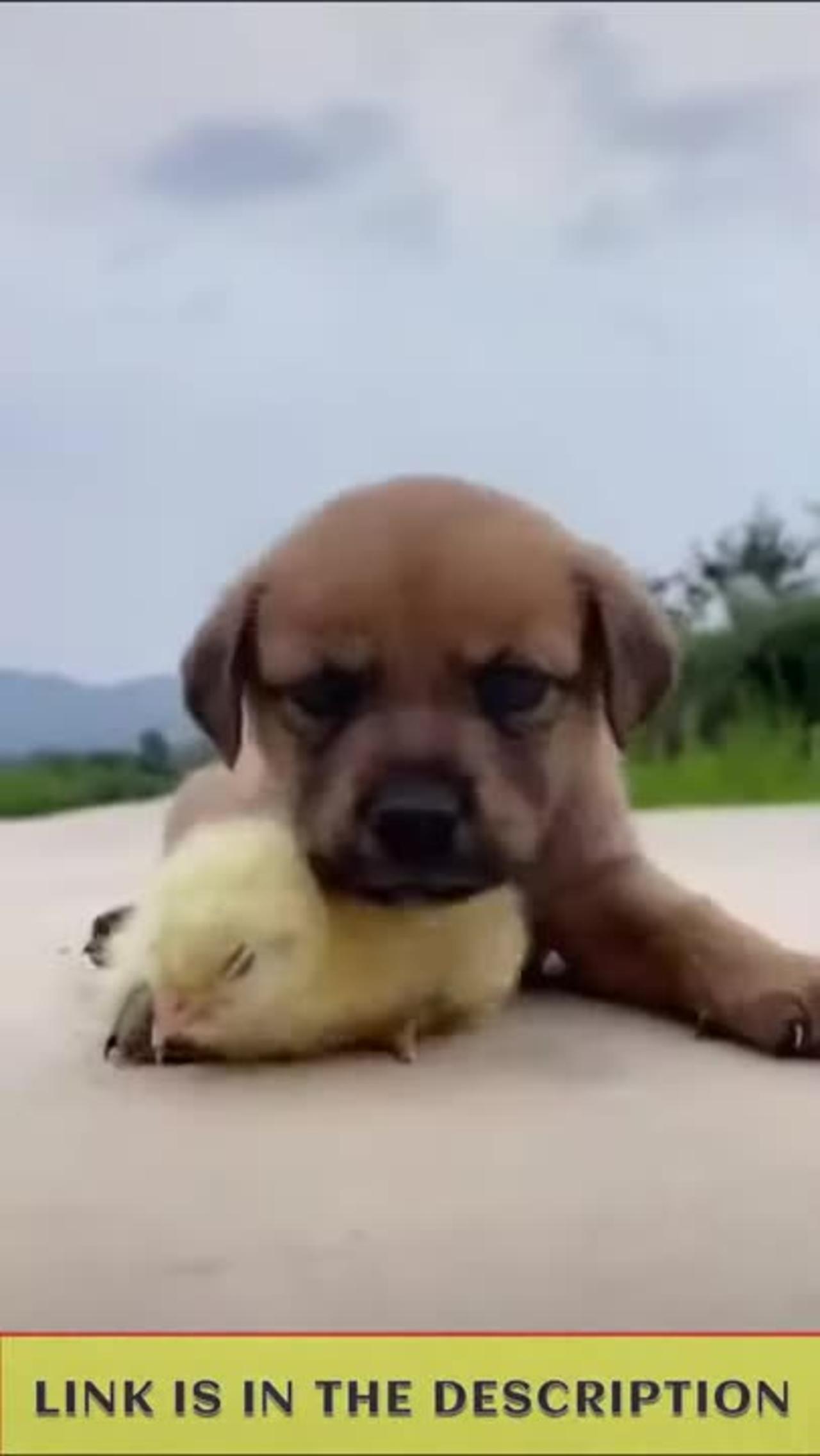 Try Not To Laugh - Funny Dogs Videos Compilation - One News Page VIDEO