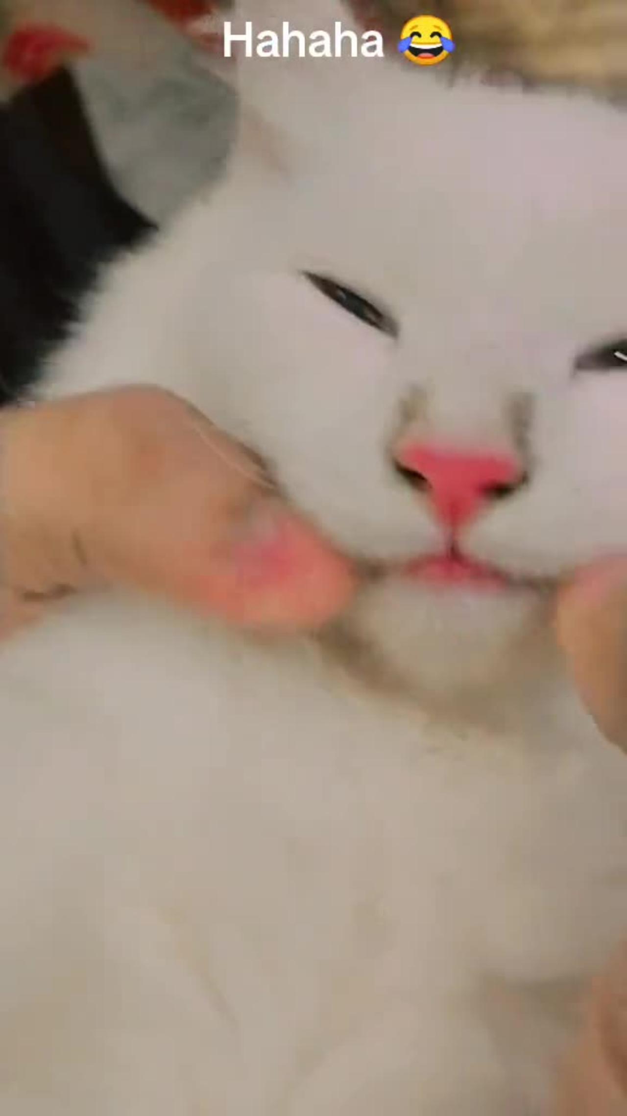 Cute cats video compilation 43 - One News Page VIDEO