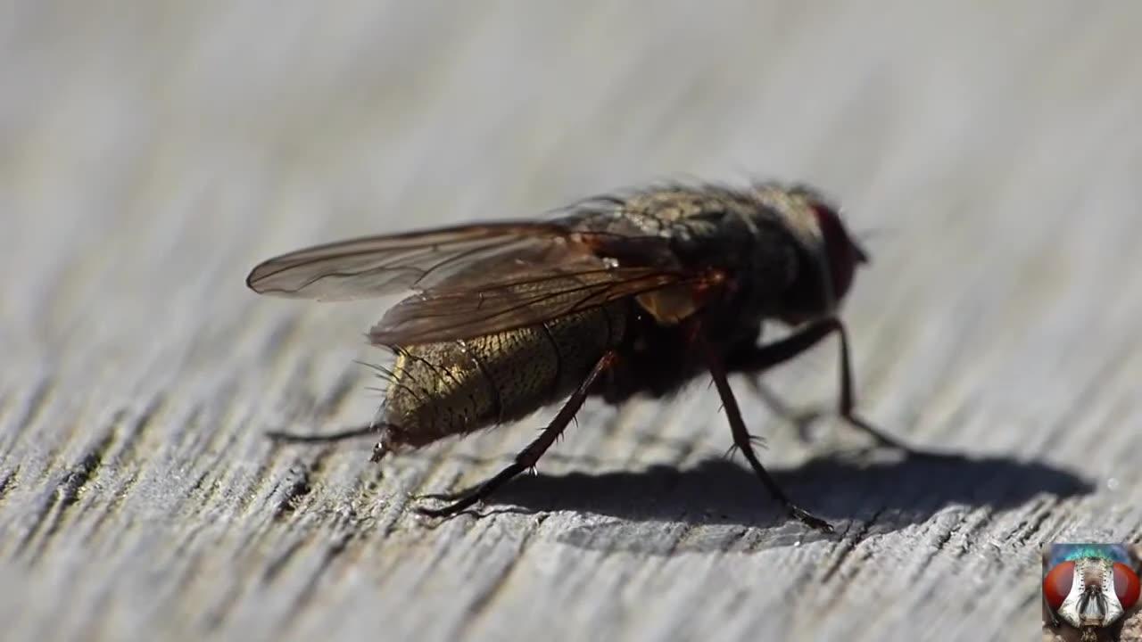 Pooping Small Insects - One News Page VIDEO