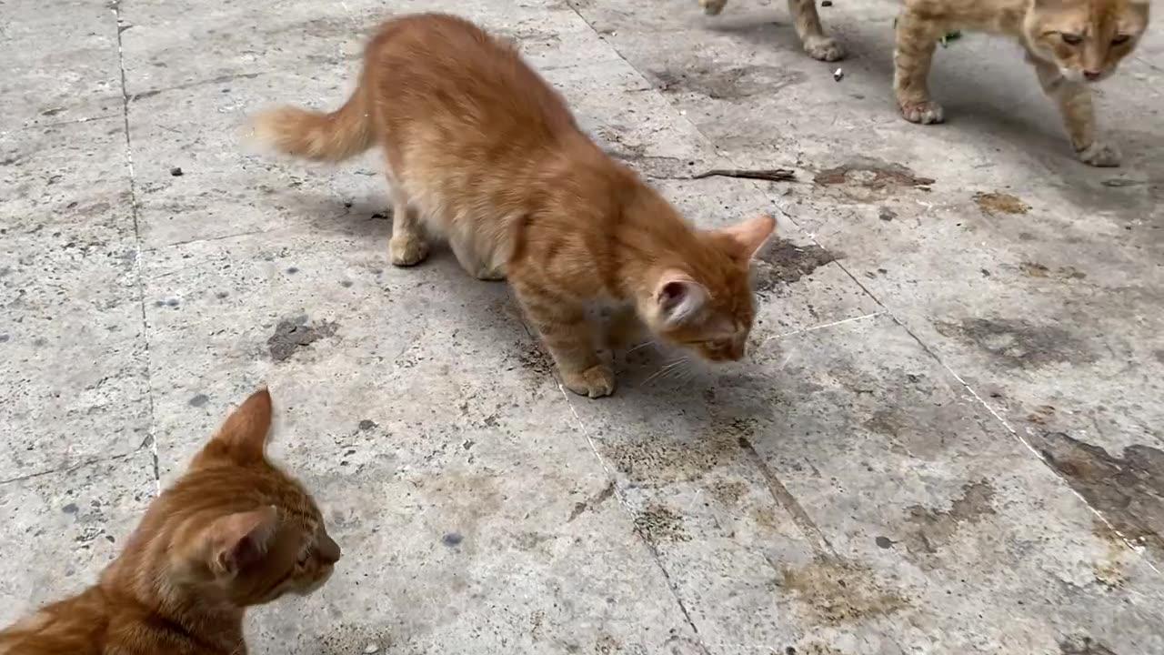 Incredibly beautiful Kittens living on the - One News Page VIDEO
