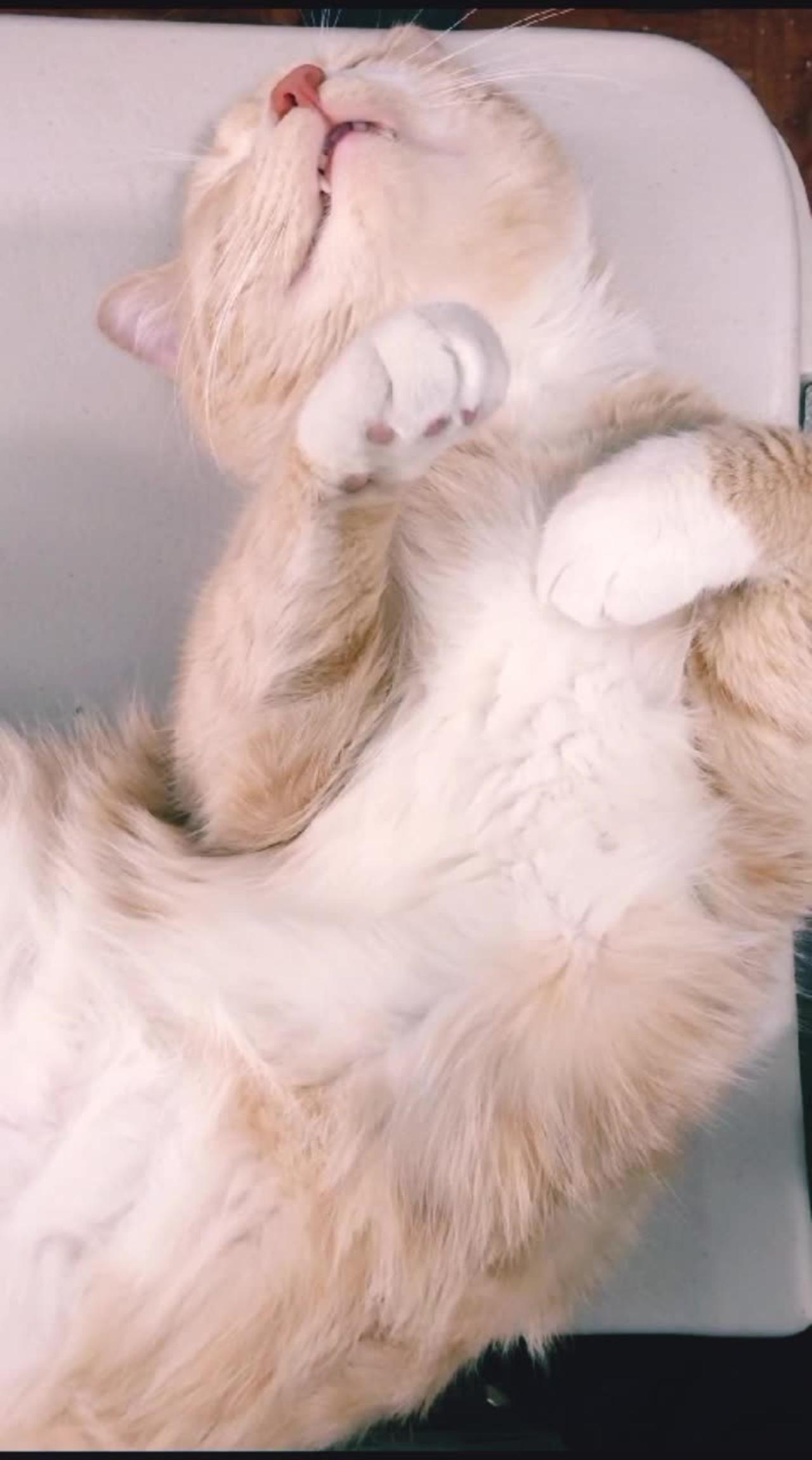 Cat snoring 😴 🐈 - One News Page VIDEO