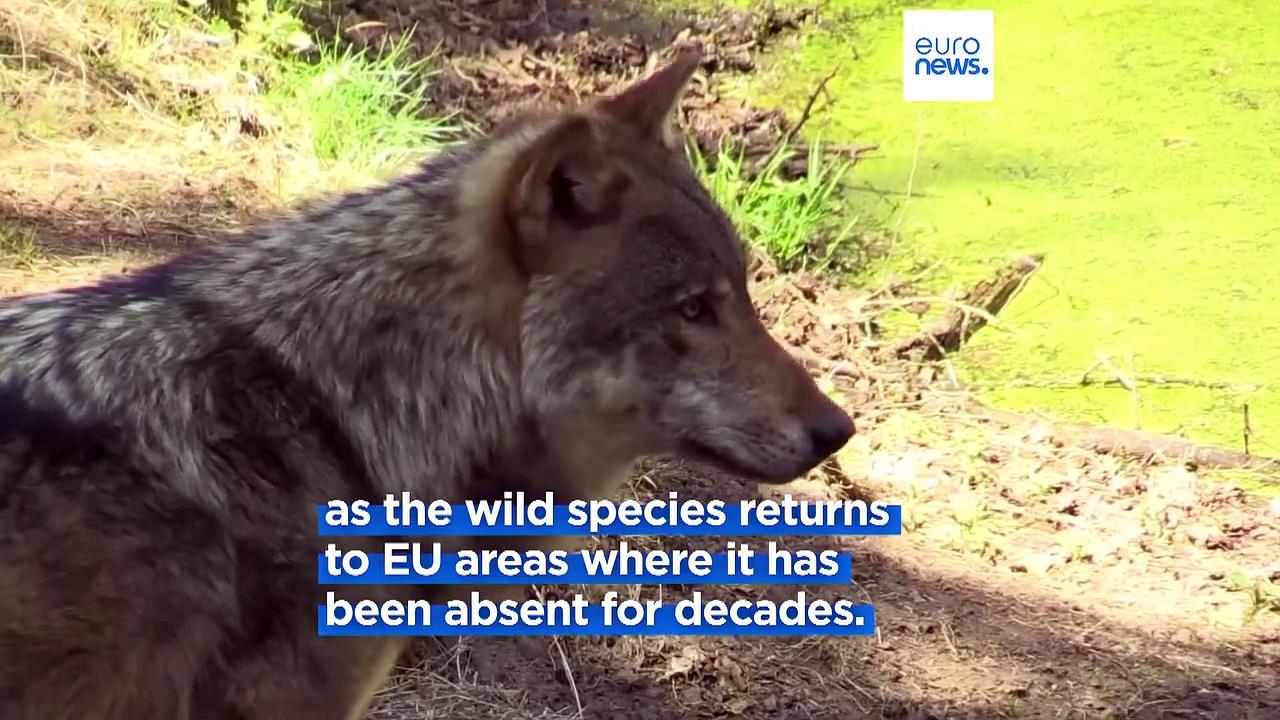 EU will review the protection status of wolves - One News Page VIDEO
