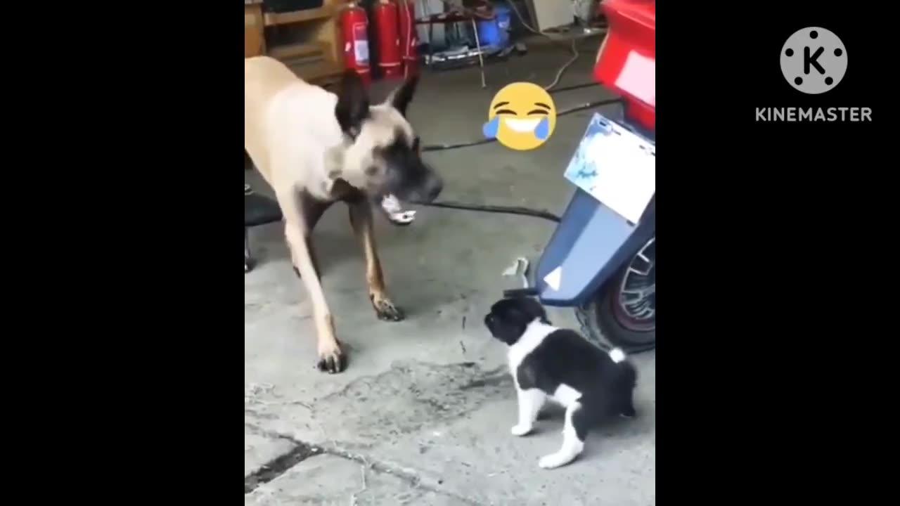 Funny Animals Compilation Cats and Dogs - One News Page VIDEO