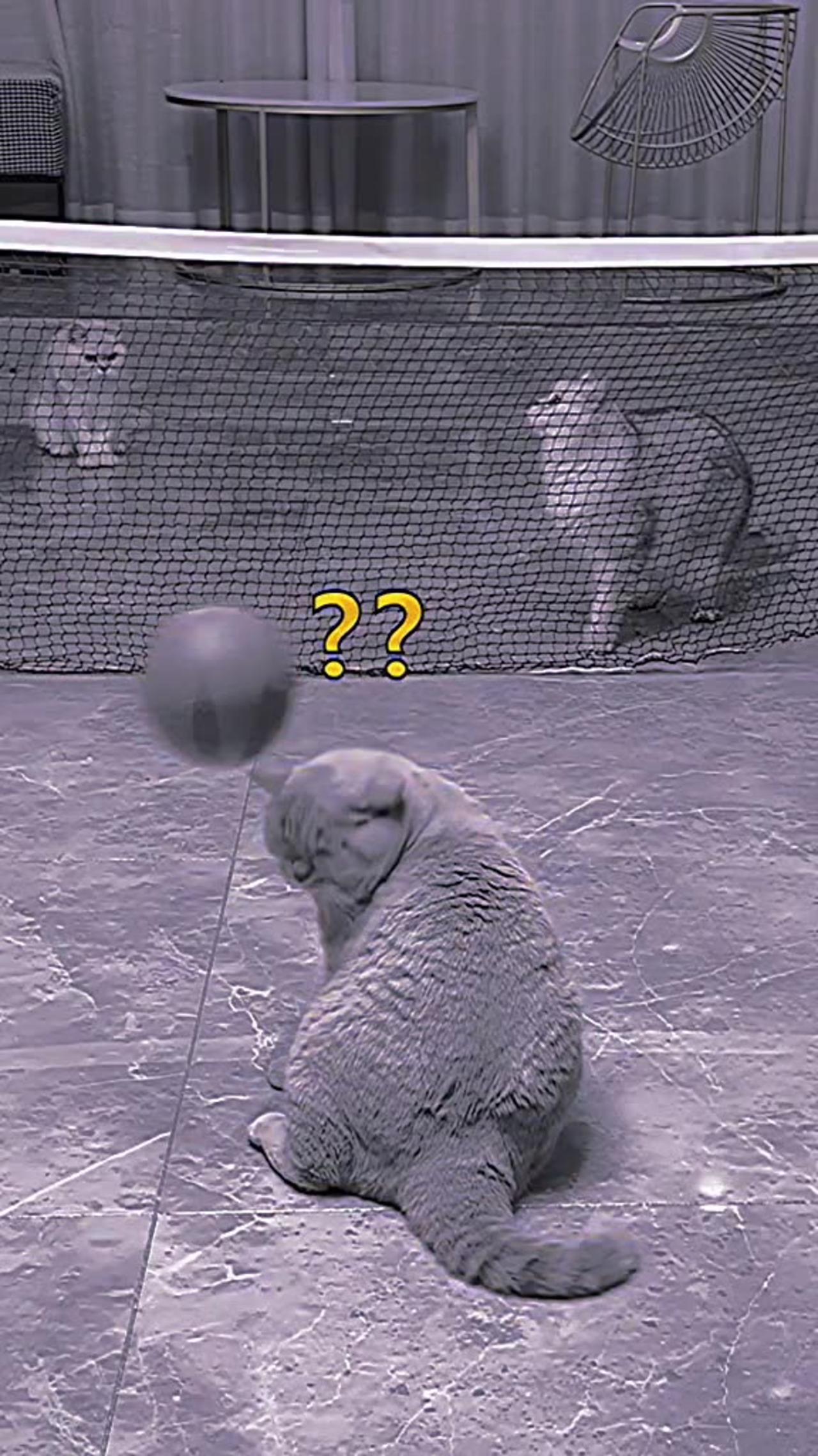 Funny Cats Playing Game - One News Page VIDEO