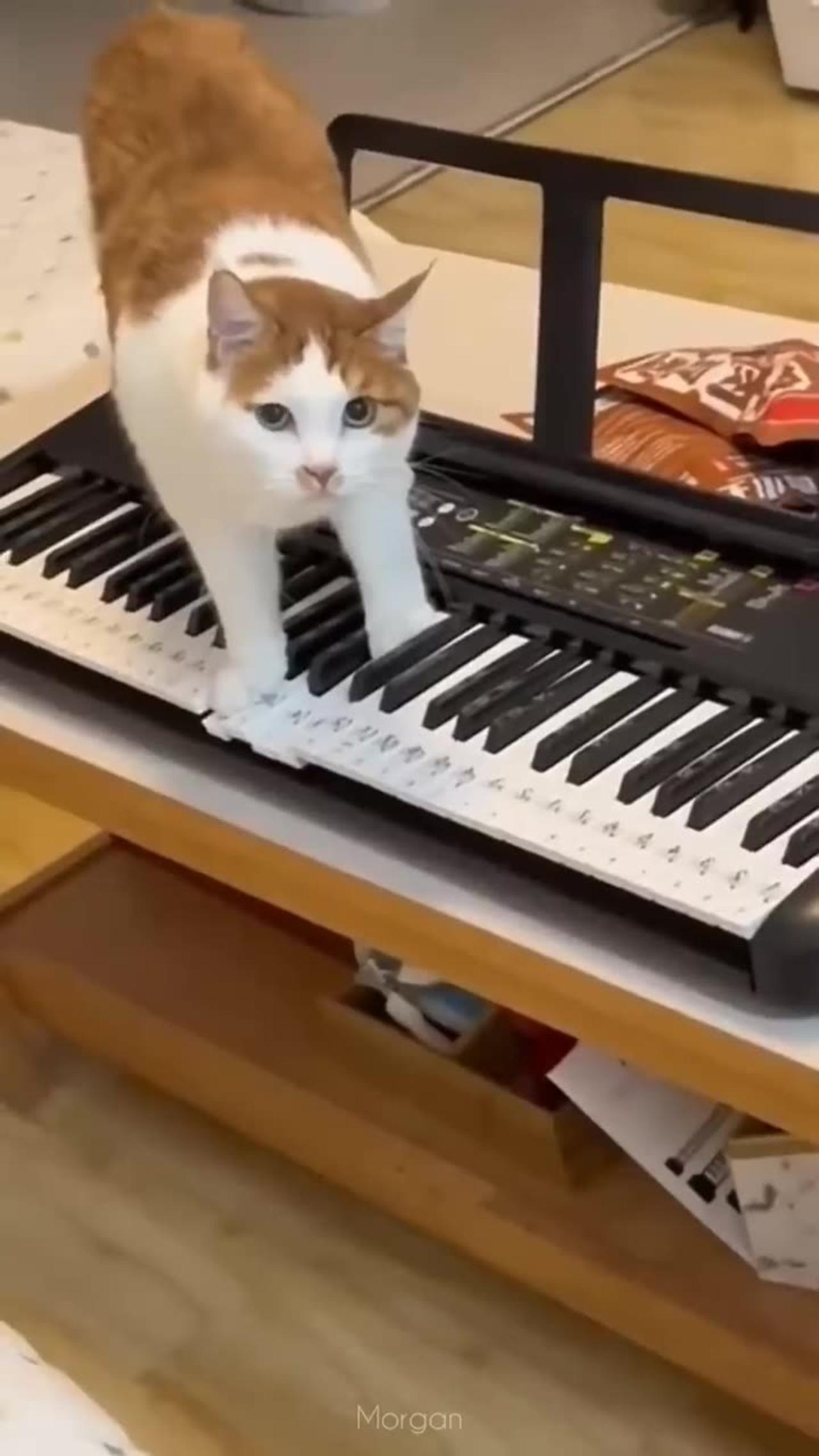 Funny animals videos | cats and dogs videos - One News Page VIDEO