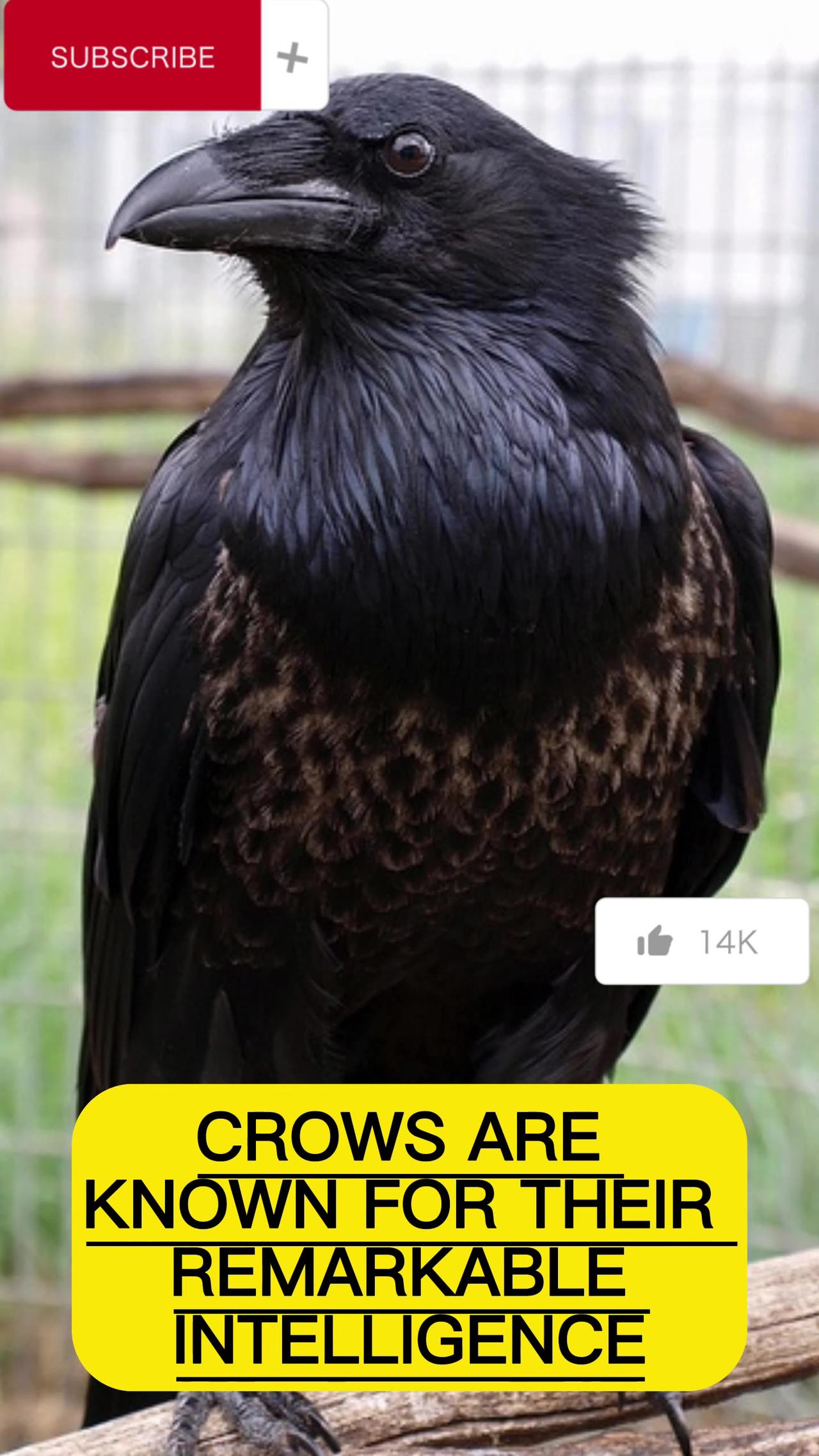 Interesting Facts about Crows - One News Page VIDEO