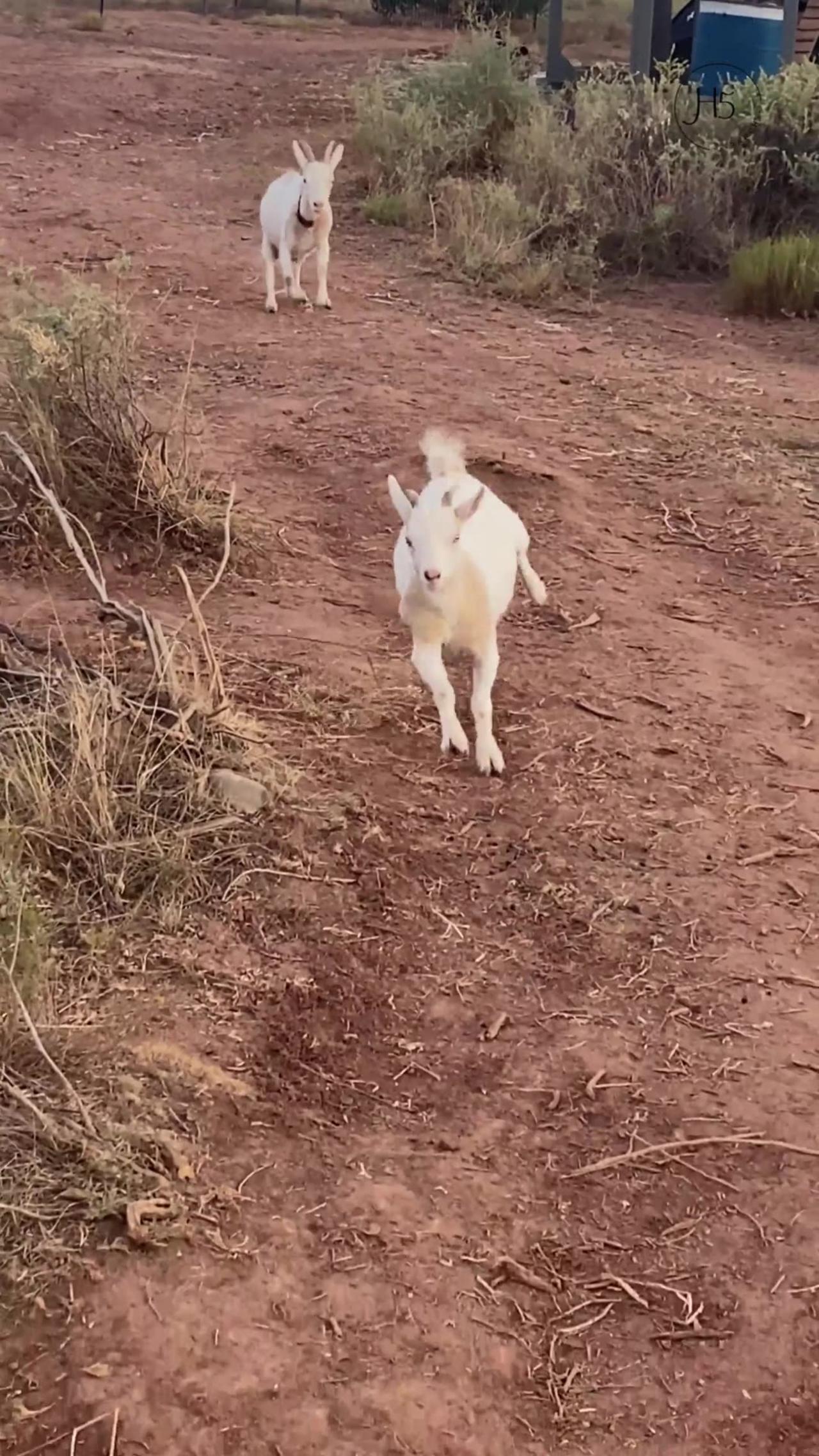 H5 Ranch's Miniature Goat Marathon: Dwarf - One News Page VIDEO