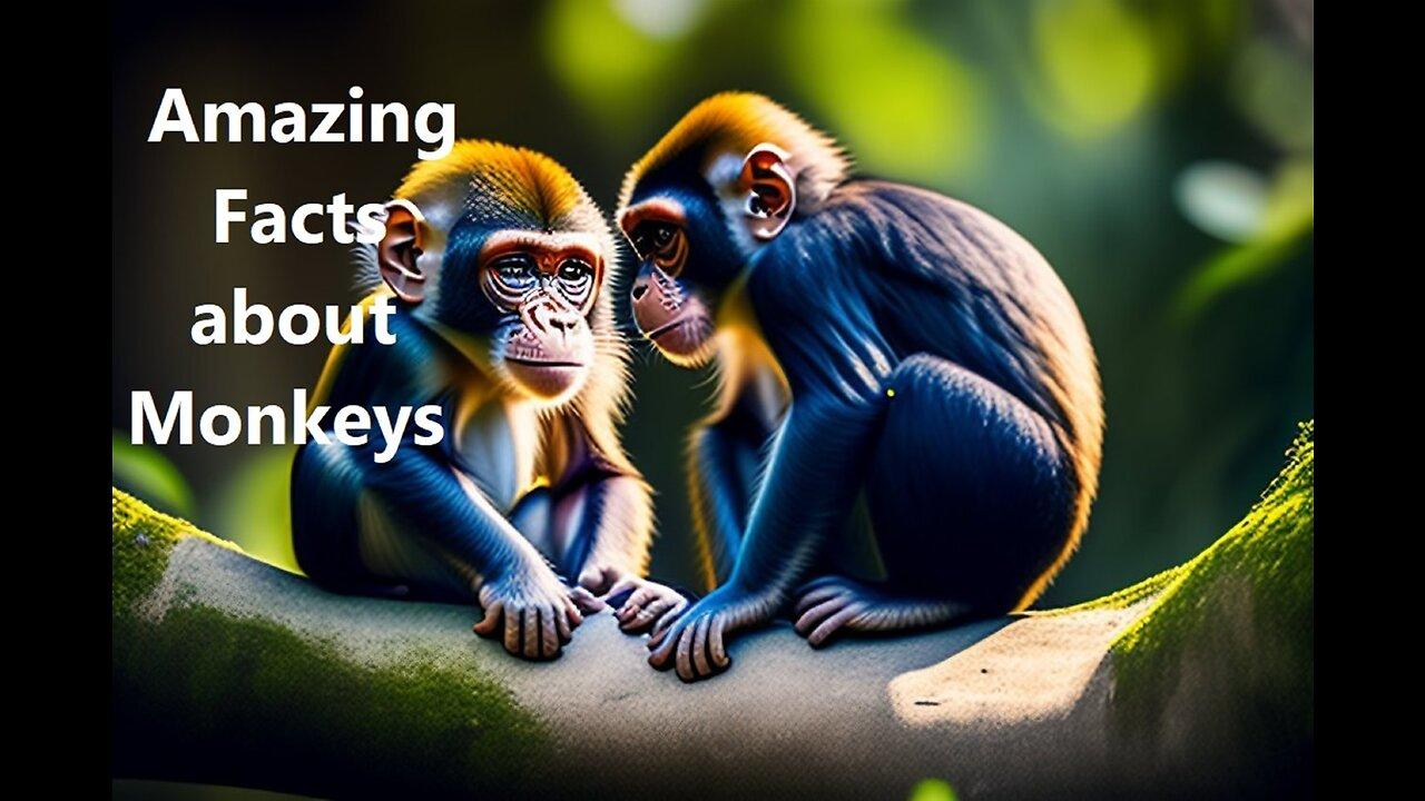Amazing Facts about Monkeys - One News Page VIDEO