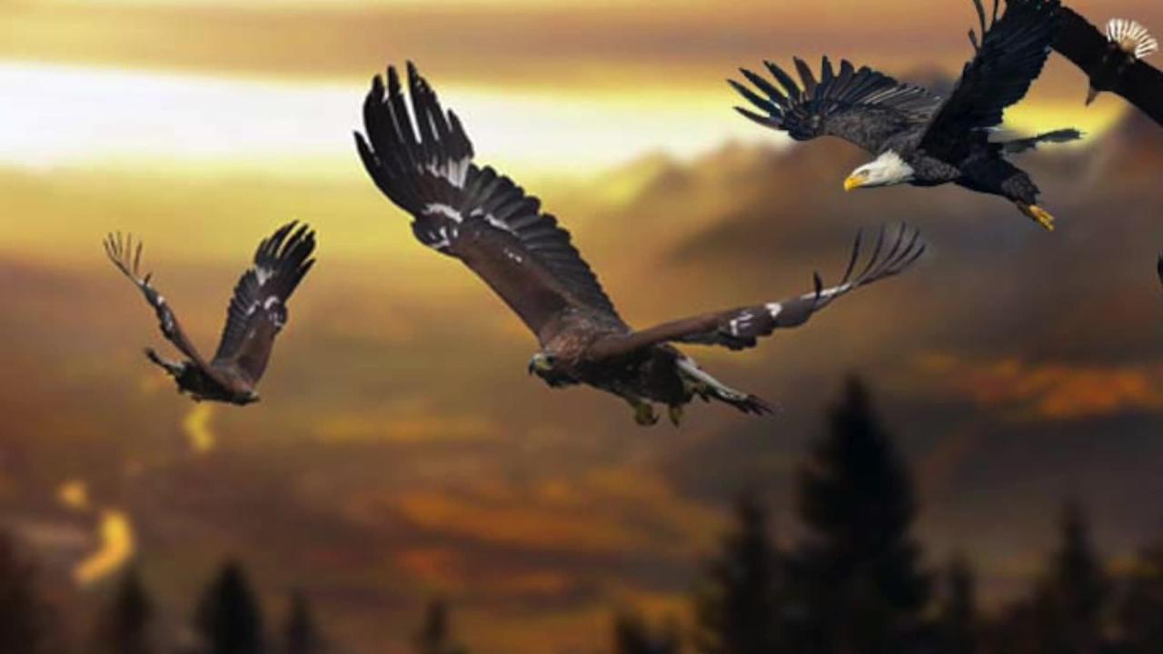 WOW Oil for The Eagles Flight! - One News Page VIDEO