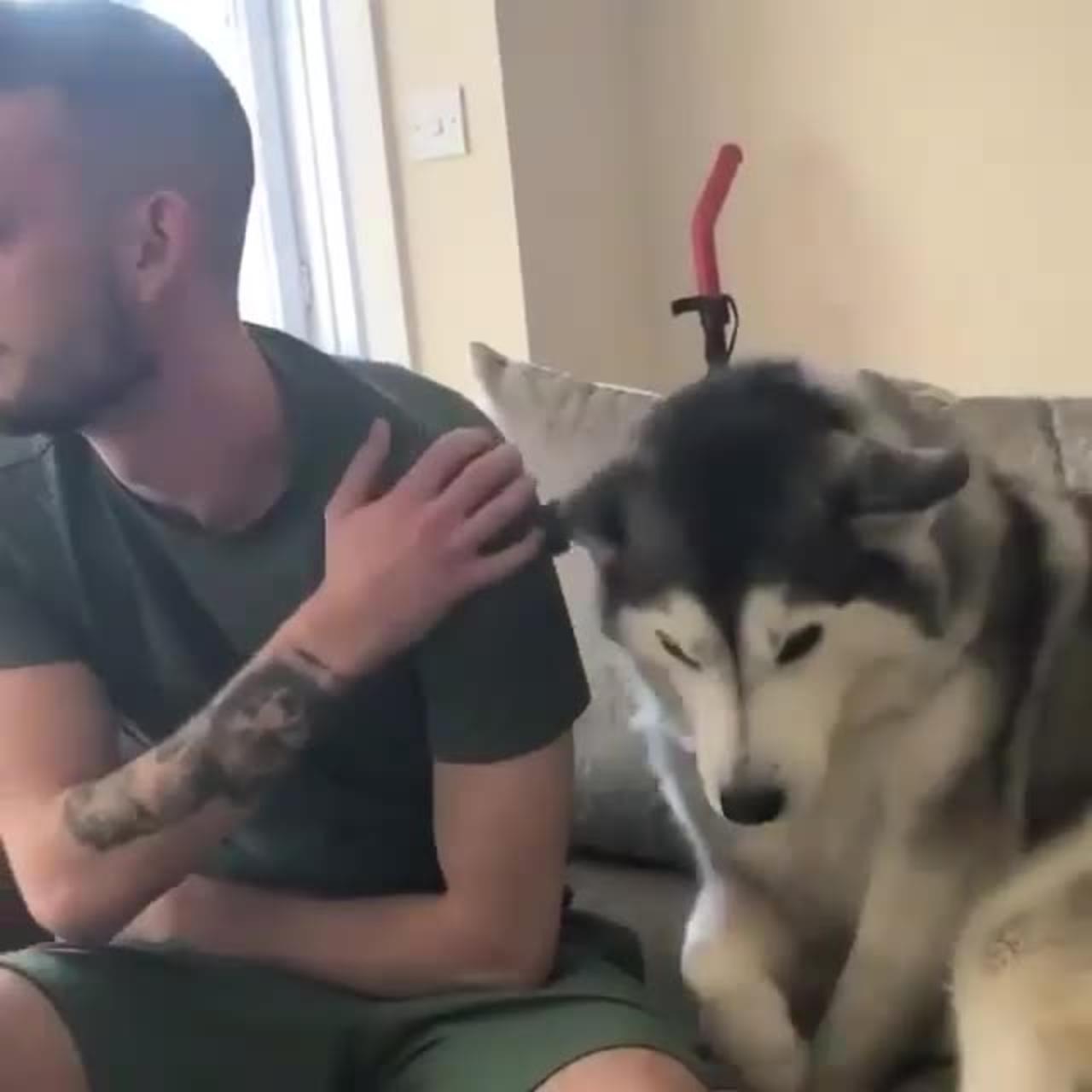 Funny Dog - One News Page VIDEO