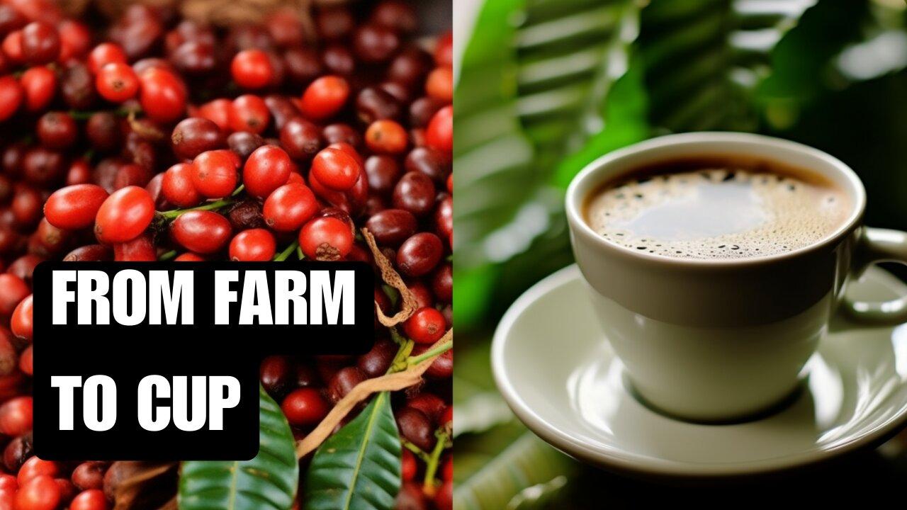 The Complete Guide to Coffee Production: From - One News Page VIDEO