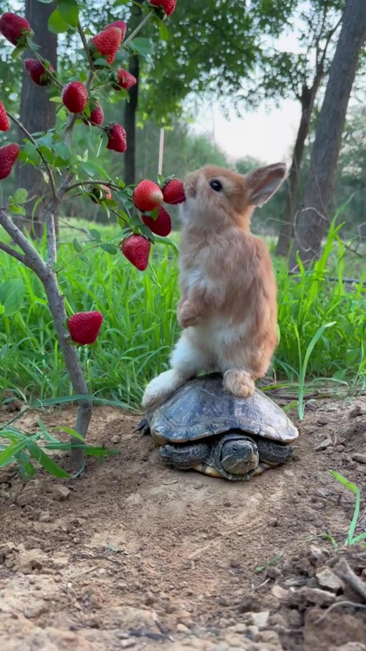 The turtle and the Rabbit - One News Page VIDEO