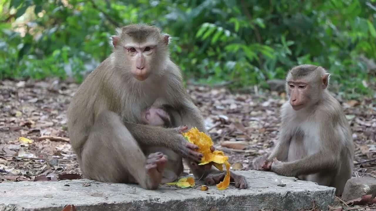 cute baby monkey suck a milk and Bite mom hurt - One News Page VIDEO