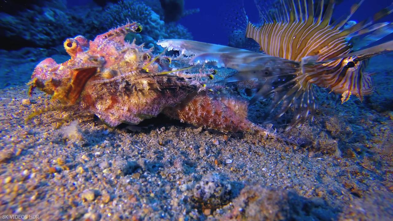 Underwater World 8K ULTRA HD Marine Life, Sea - One News Page VIDEO