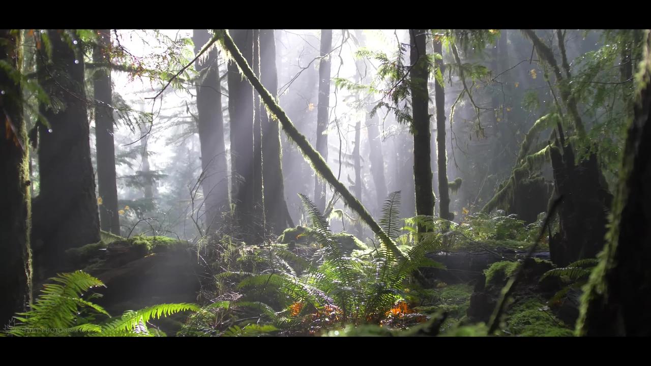 4K Forest - Cinematic Forest - 4K Nature Video - One News Page VIDEO