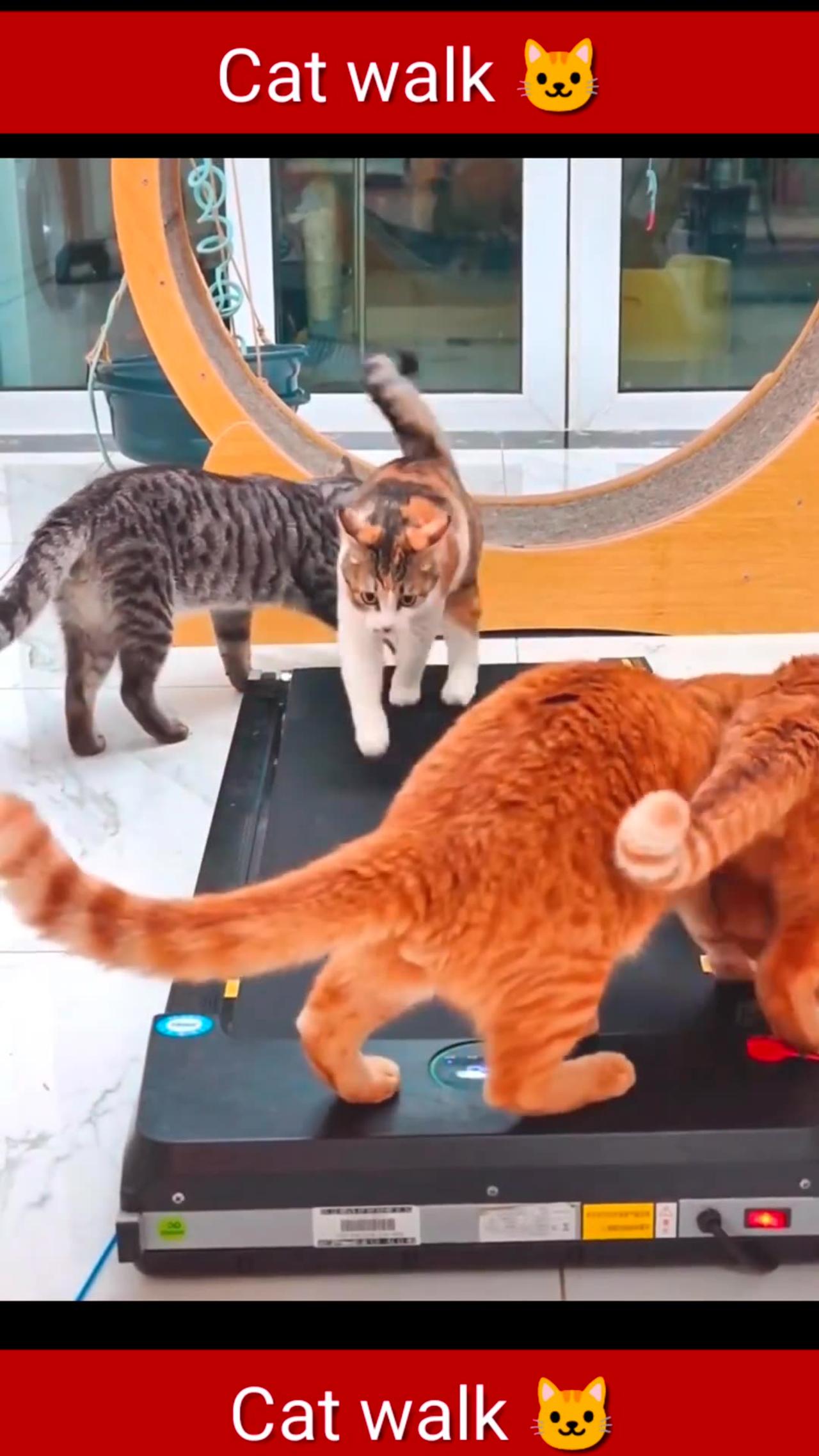 Cat funny videos 😅. Cat comedy video - One News Page VIDEO