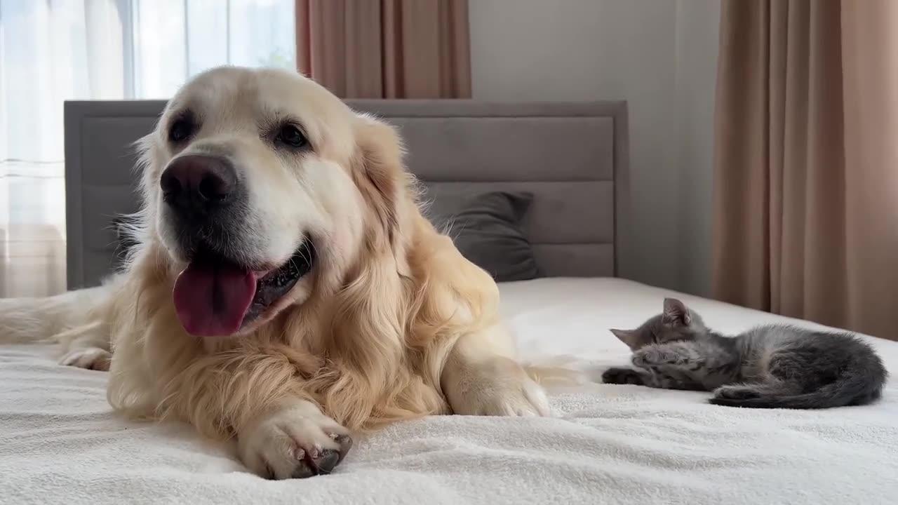 Golden Retriever Meets New Tiny Kitten for the - One News Page VIDEO