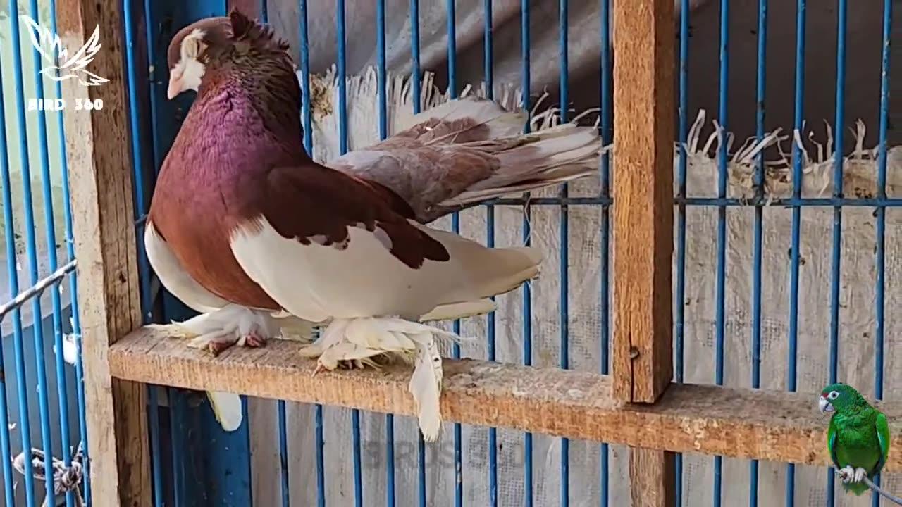 Most Beautiful Unique Exotic Fancy Pigeon breeds - One News Page VIDEO