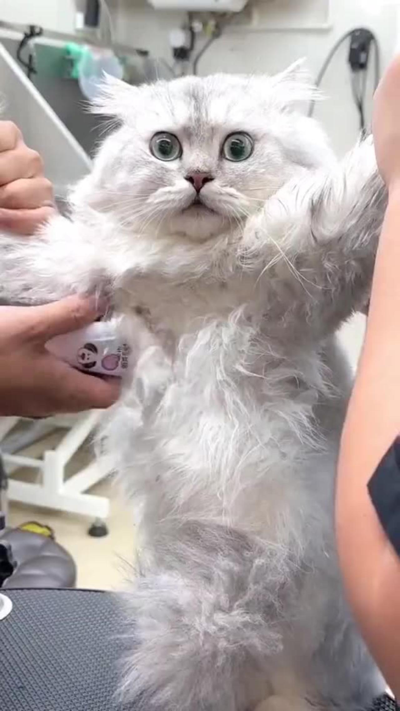 Funny Cat Video | Cat does not understand what - One News Page VIDEO