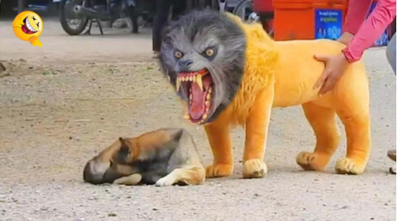 Troll Prank Dog Funny & fake Lion and Fake - One News Page VIDEO