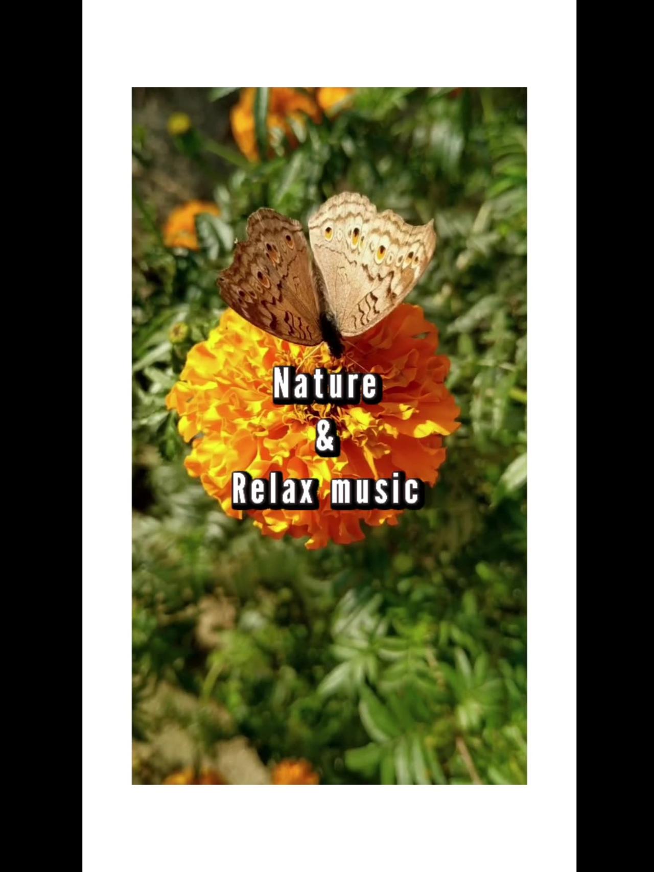 Relaxing music with beautiful nature - One News Page VIDEO