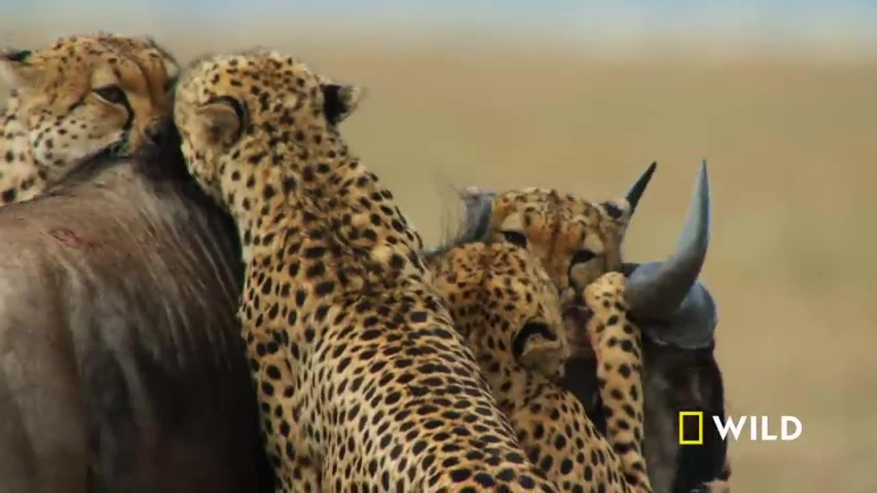 Cheetahs take down a wildebeest / The way of - One News Page VIDEO
