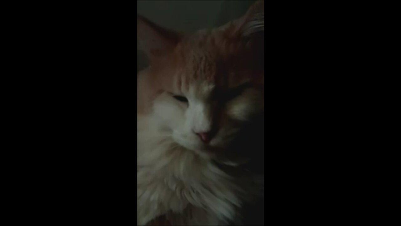 Vlog | The Apex Predator of the House - RJDJ Cat - One News Page VIDEO