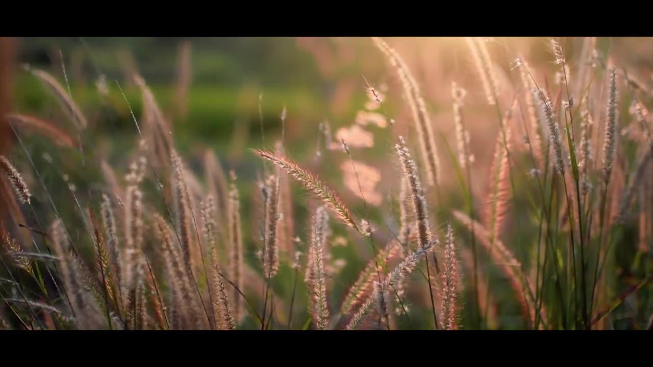 4K Nature Cinematography _ Cinematic Background - One News Page VIDEO