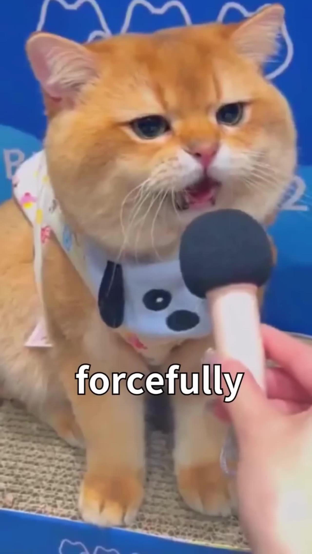 Use Cat Sounds to Show Anger to Cats - One News Page VIDEO