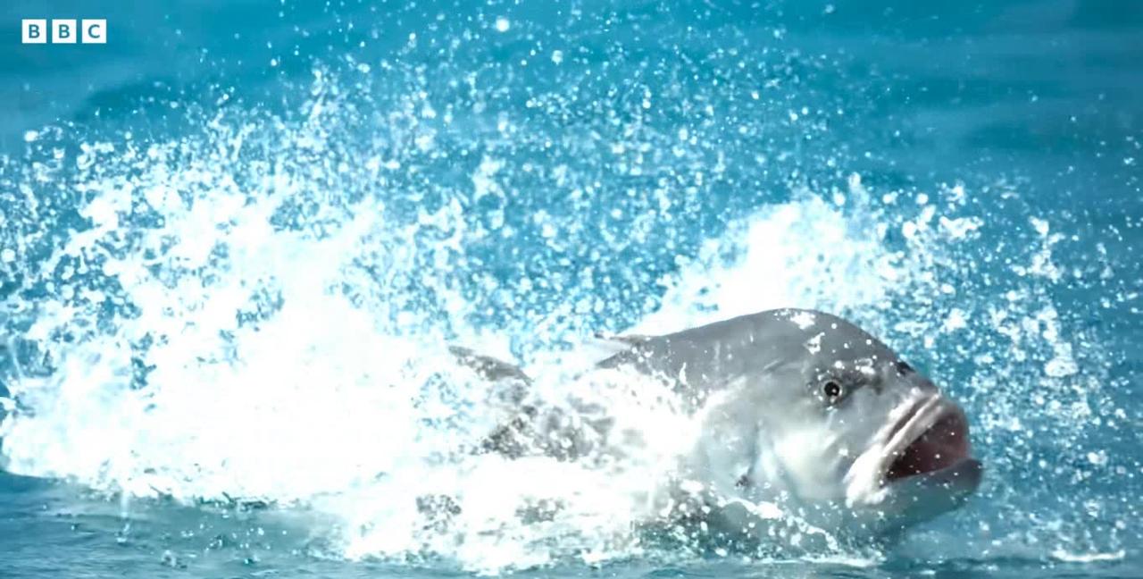 Marine life[hunting][4k view] - One News Page VIDEO