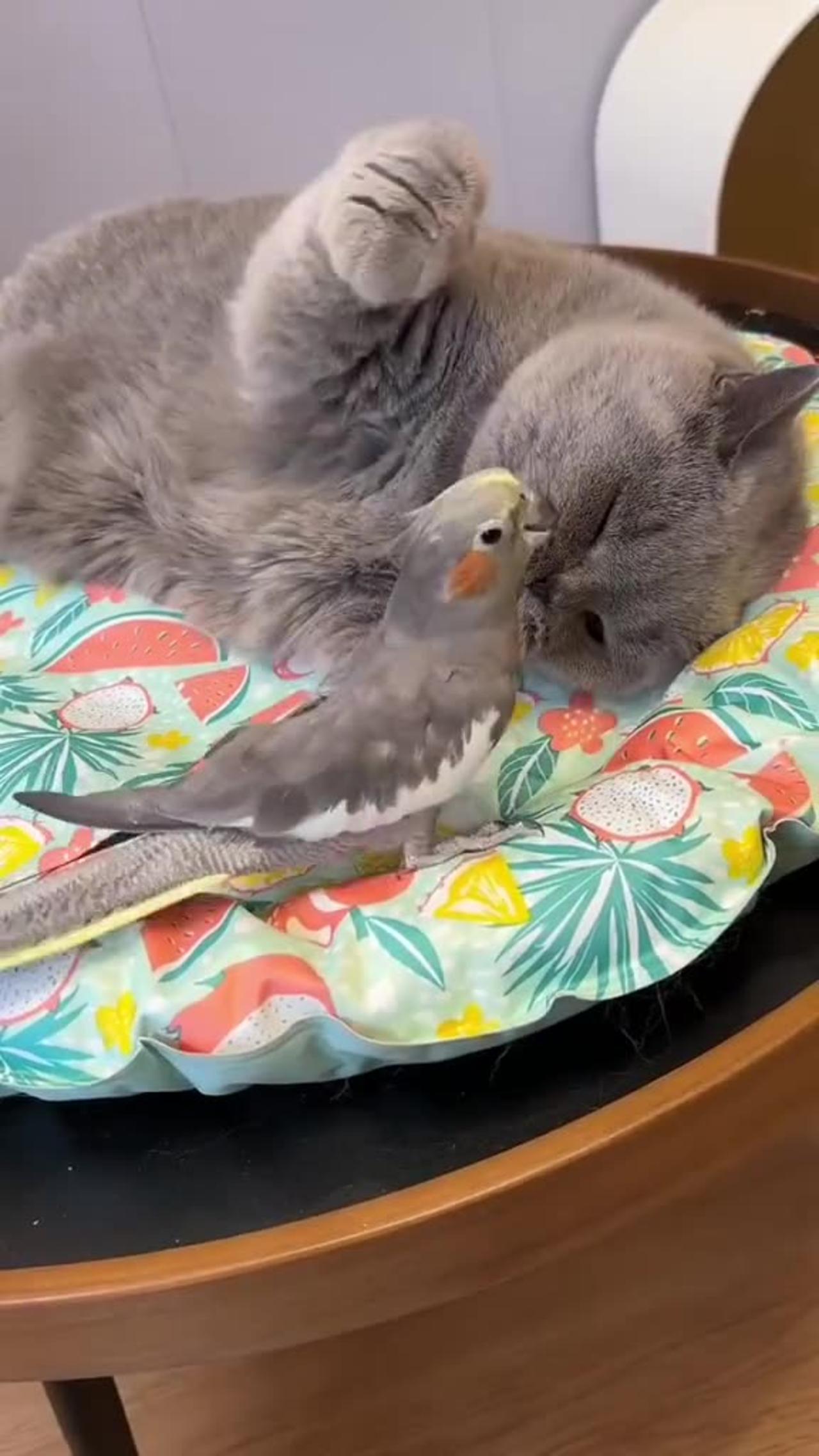 Kabuto cat - One News Page VIDEO