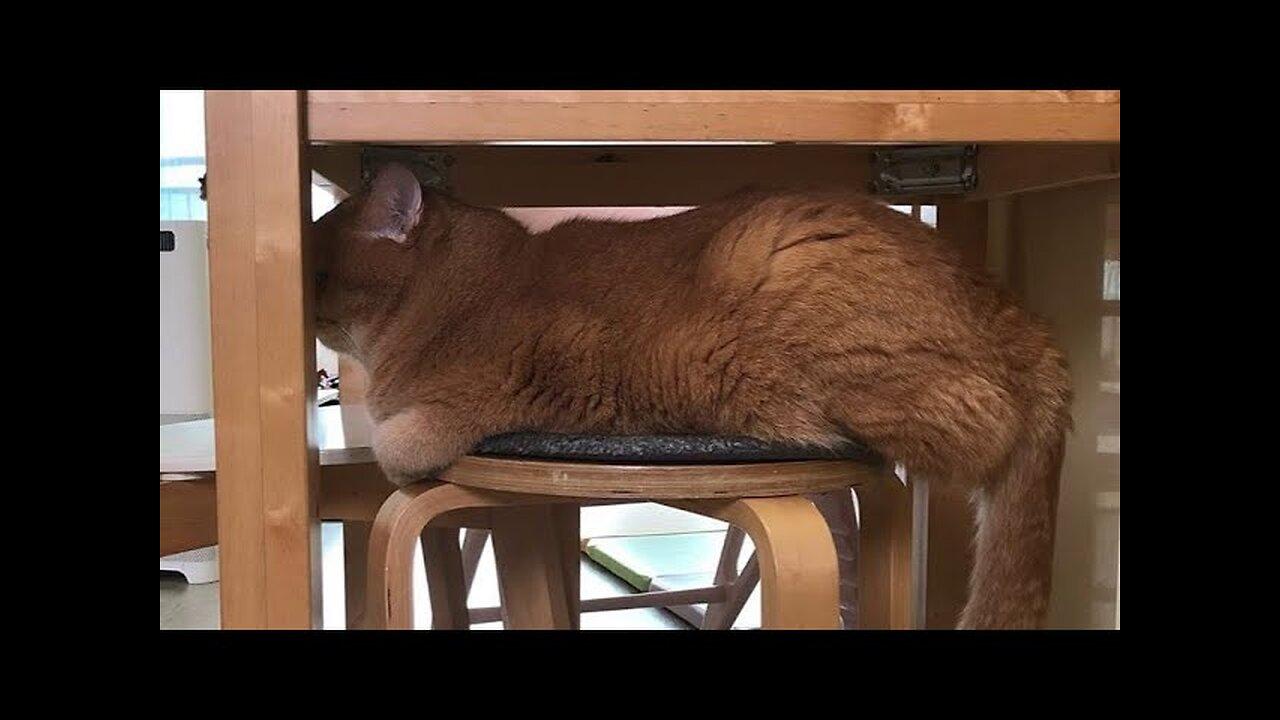 😻😹 Hilarious Cat Antics: Compilation №33 - One News Page VIDEO