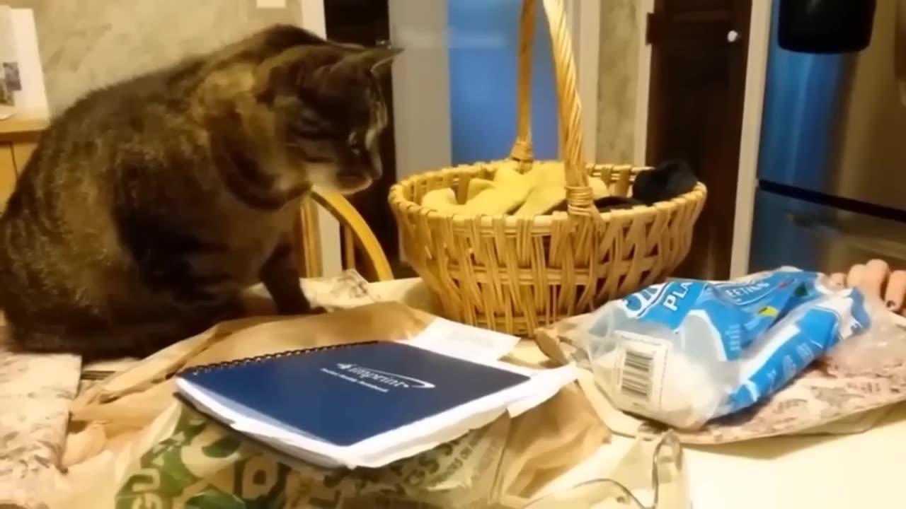 Funny Animal Videos - Funniest Dogs and Cats - One News Page VIDEO